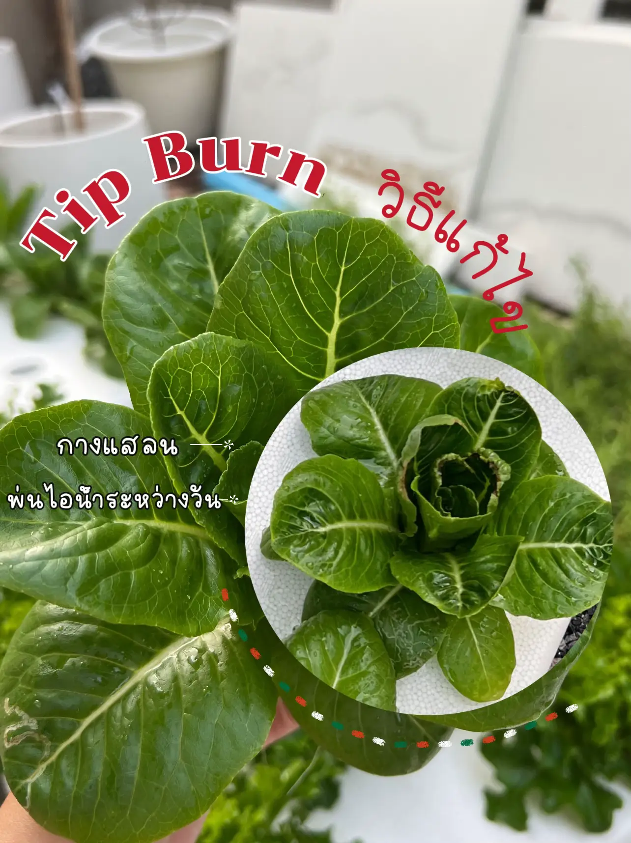 ผักใบไหม้ (tip Burn) ปัญหาช่วงหน้าร้อนที่ต้องเจอ 🥬⛅️☀️ | แกลเลอรีที่ ...