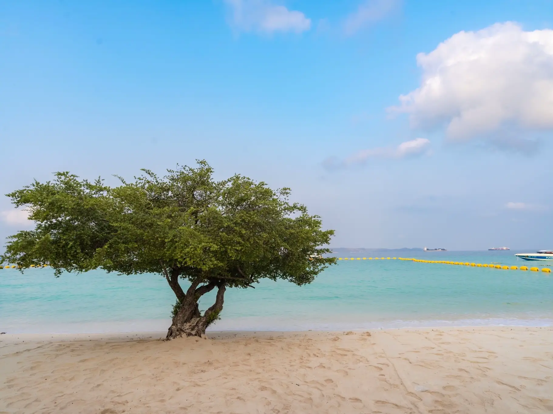 🏝️🏝️ เกาะล้าน ตามหาดาราประจำหาดเทียน น้องห่าน🪿🪿 | แกลเลอรีที่โพสต์โดย ...