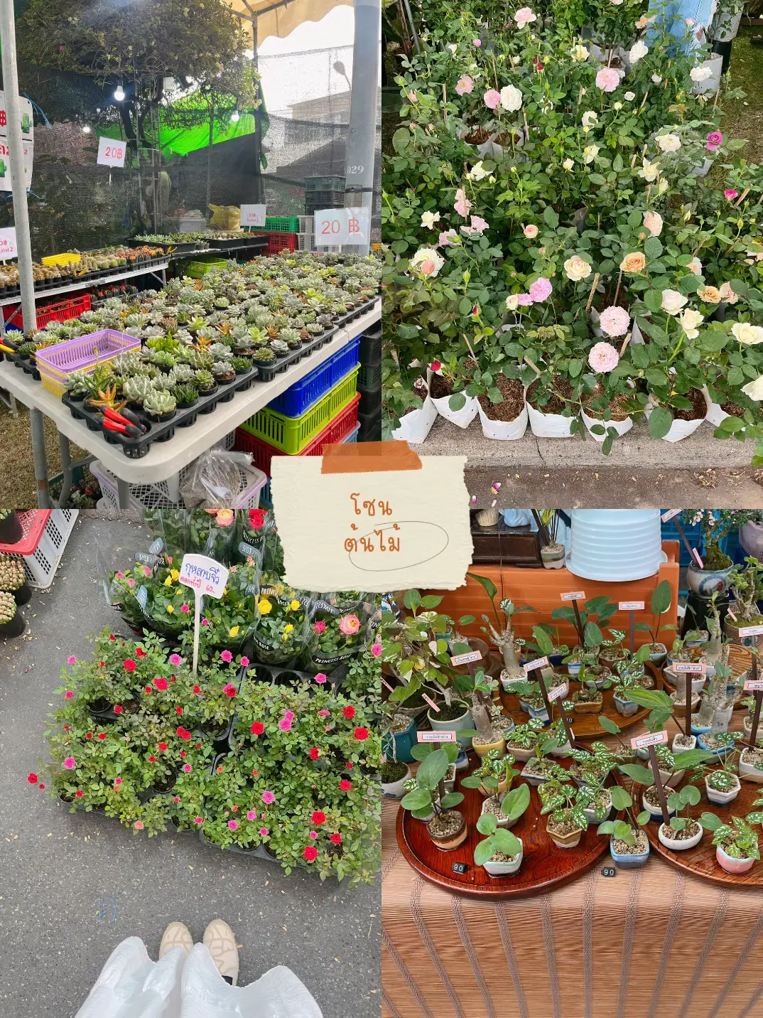 😊กลับมาแล้ว! ”งานเกษตรแฟร์ 2567“ | แกลเลอรีที่โพสต์โดย TripTamJai | Lemon8