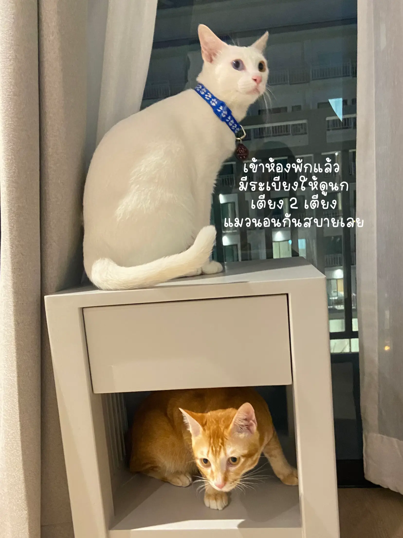 ที่พักใกล้ทะเล พาน้องแมวมาได้ 🏝 | แกลเลอรีที่โพสต์โดย BM Bow | Lemon8