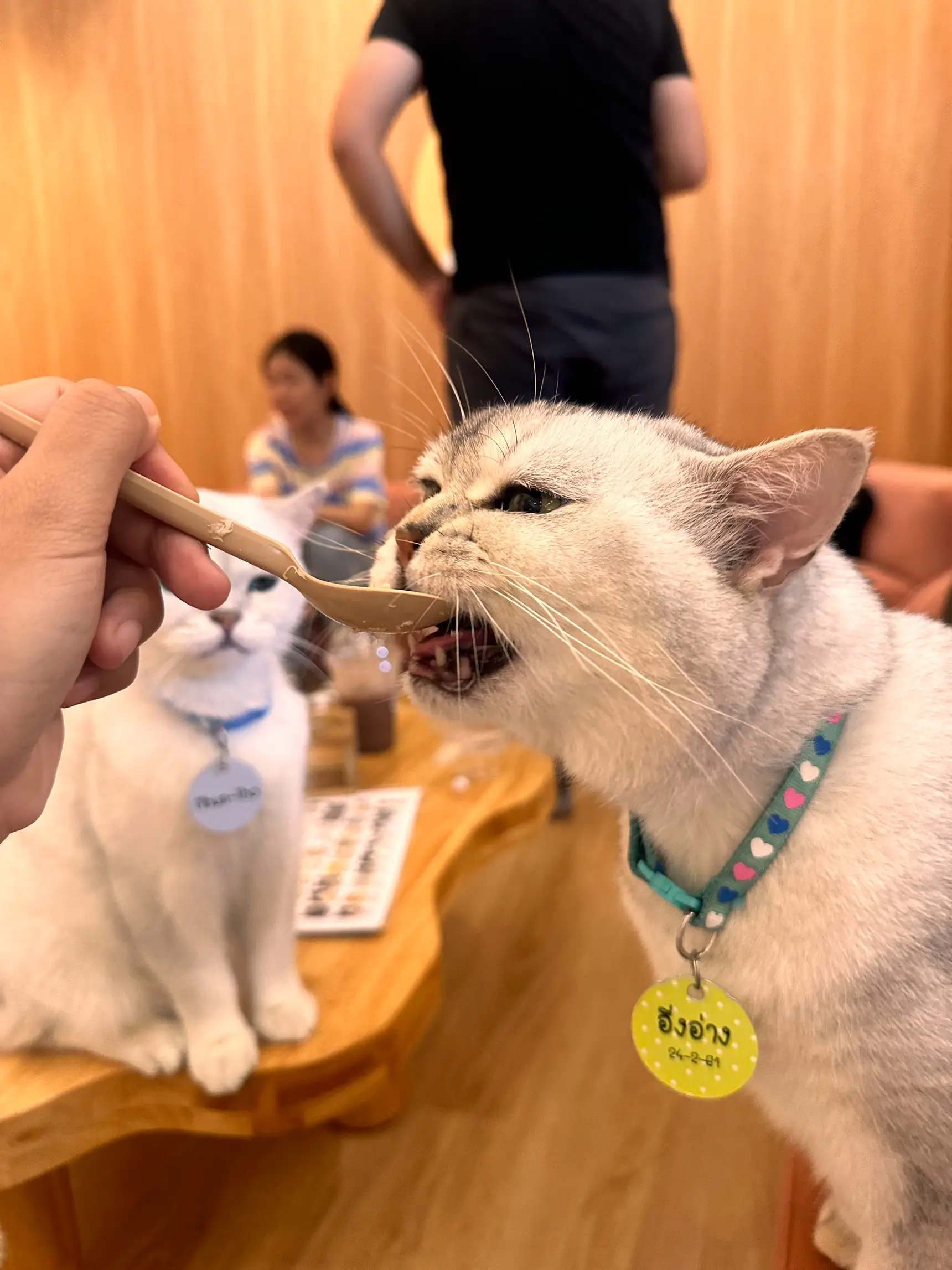 มาฮีลใจที่Chill cat cafe คาเฟ่แมวดังในตต ย่านเพชรเกษม | แกลเลอรีที่ ...