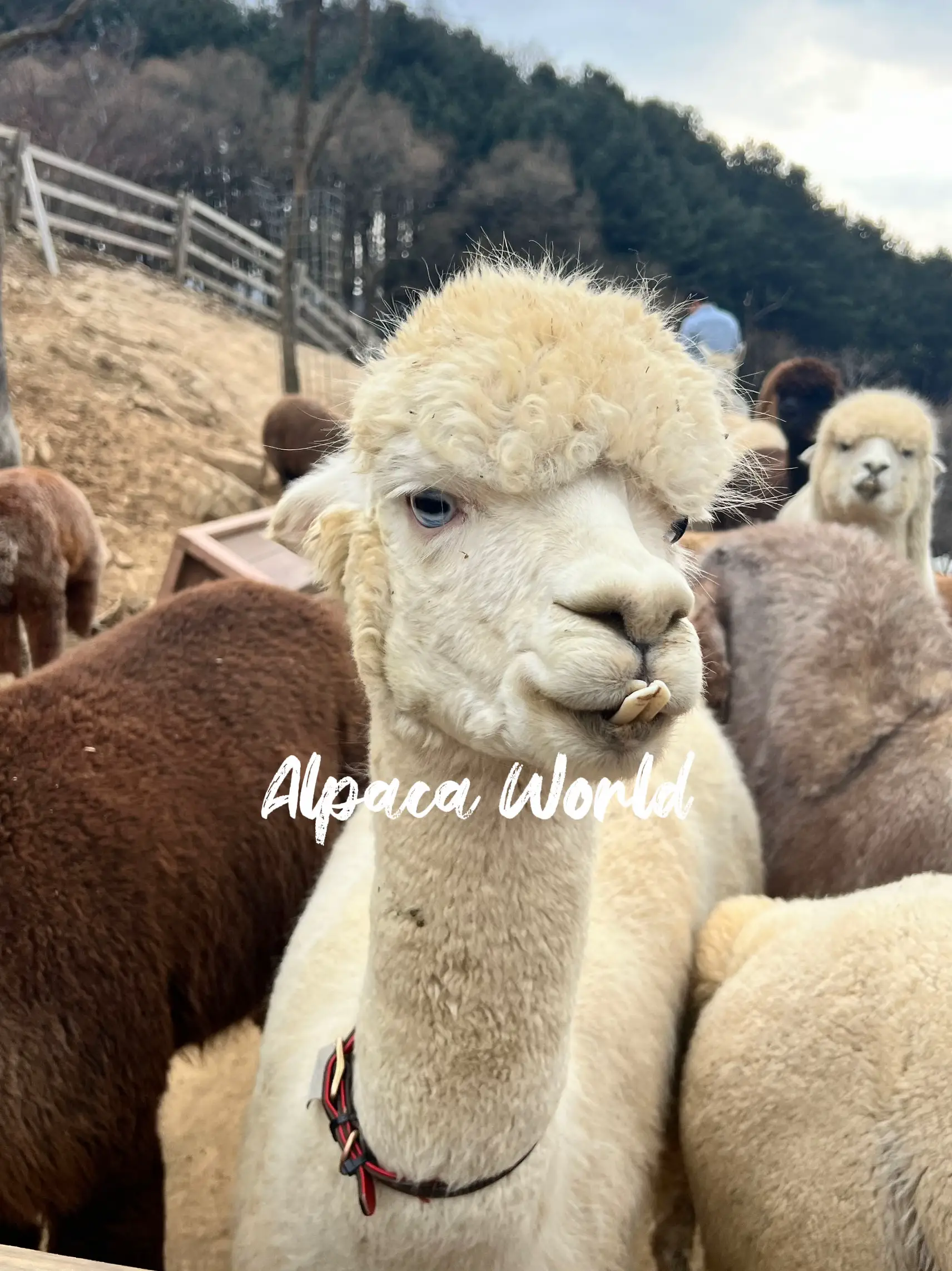 Is Alpaca World Worth Visiting During Winter in Korea | 2025 real user ...