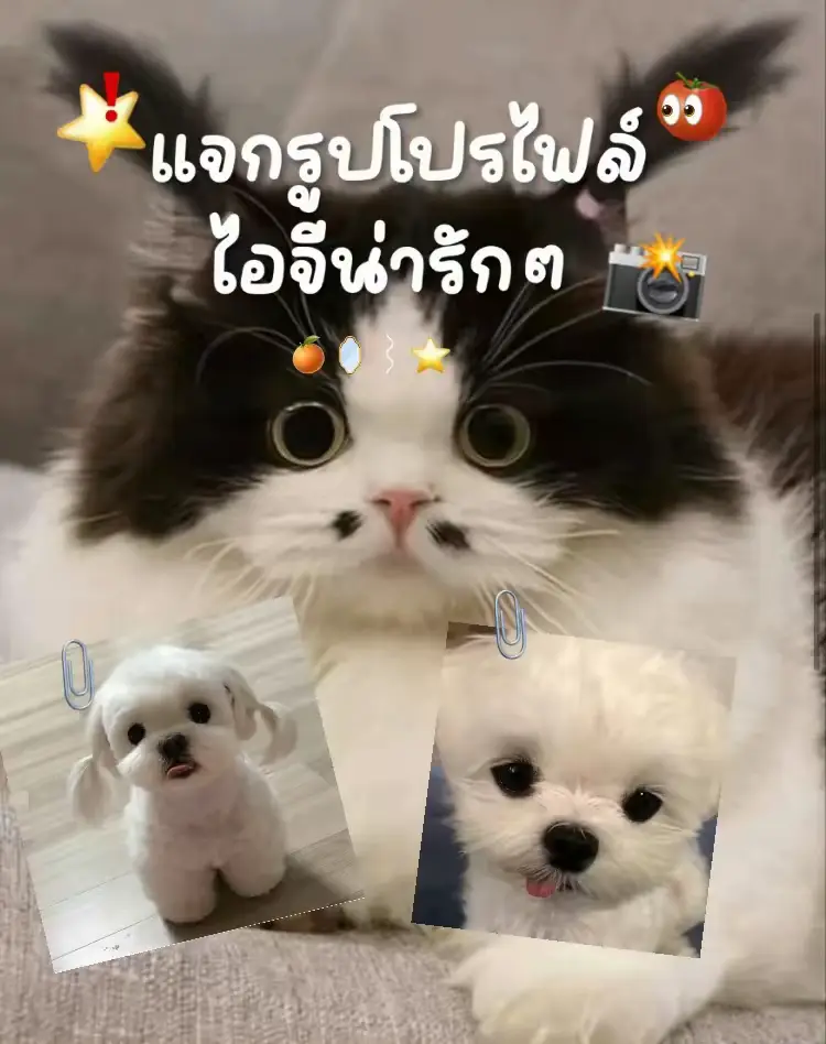 รูปโปรไฟล์กวนๆ ใช้ตั้งในไลน์วันหยุดงาน | แกลเลอรีที่โพสต์โดย koravich ...