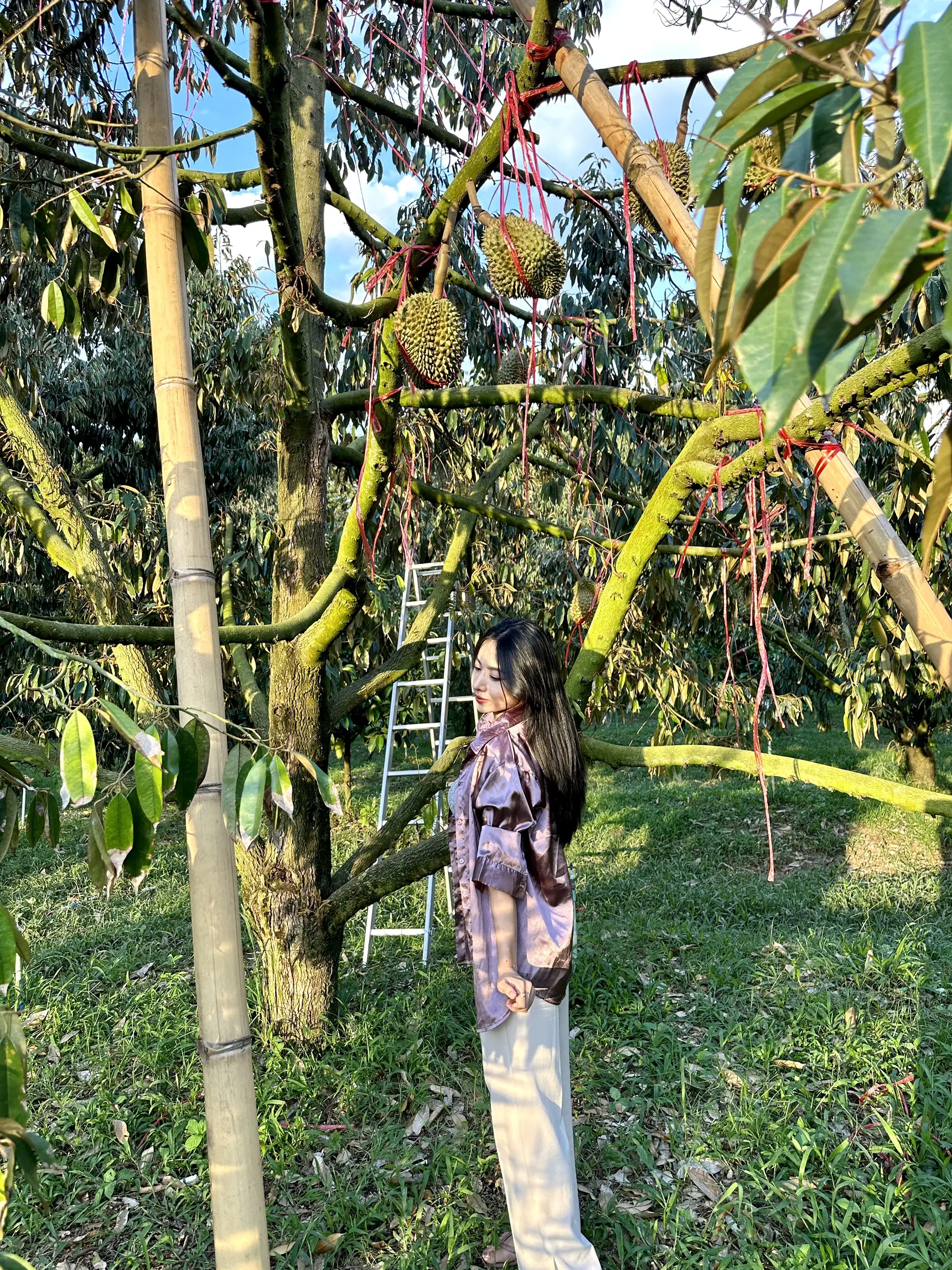 สวนทุเรียนลุงศักดิ์ เสิงสาง นครราชสีมา | แกลเลอรีที่โพสต์โดย Wi sa | Lemon8