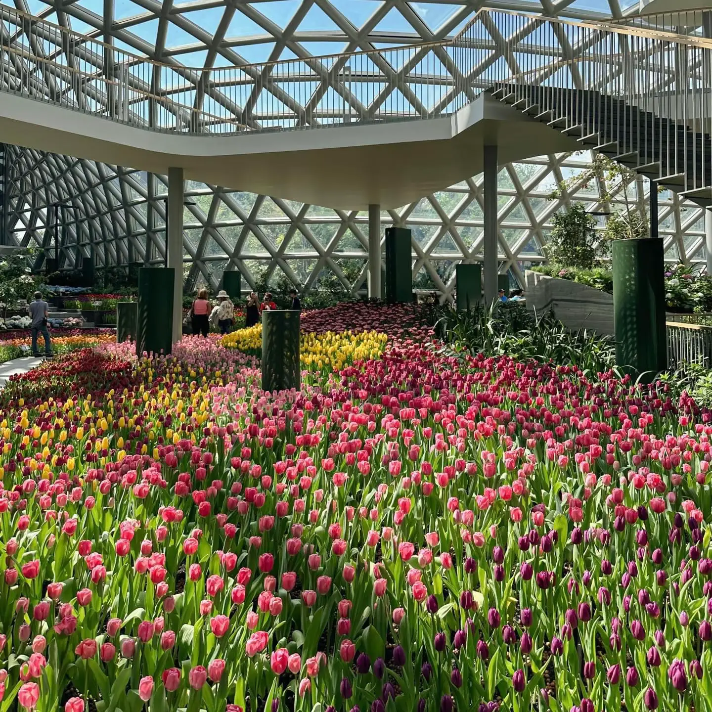 สวนดอกทิวลิป Miracle of Natural จ.ระยอง สวยอลังการ 🌷 | แกลเลอรีที่โพสต์ ...