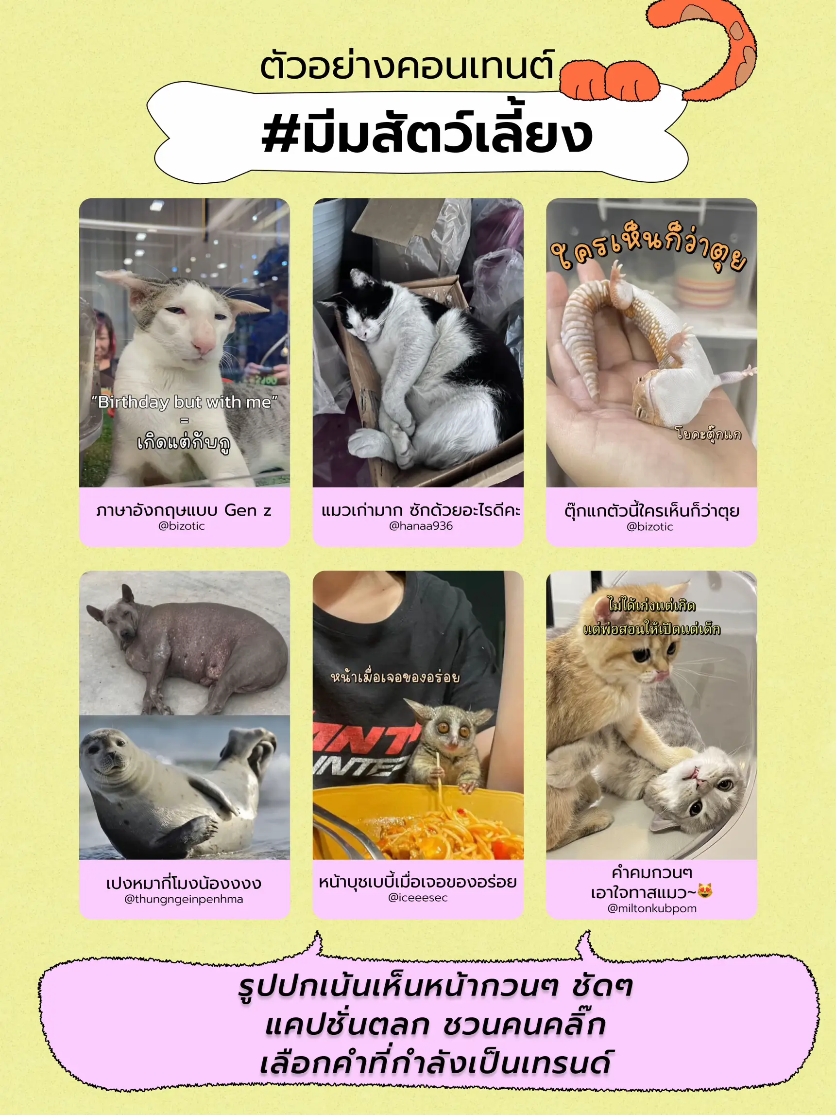 เปิดพื้นที่ให้อวดลูก😻👐🏼 ลุ้นรางวัลง่ายๆ | แกลเลอรีที่โพสต์โดย Lemon8 Pet | Lemon8