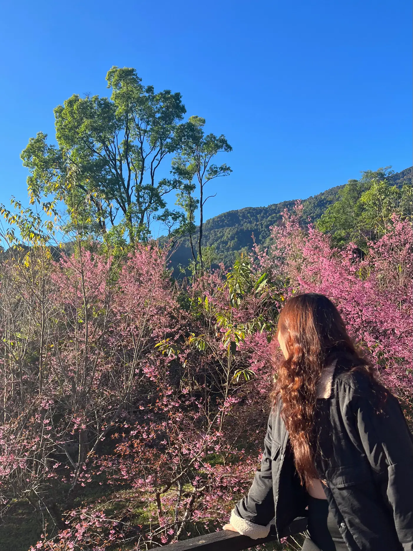 ไปถ่ายรูปกับดอกพญาเสือโคร่งที่ขุนวาง 🌸🌸| ดอยอินทนนท์ | แกลเลอรีที่โพสต์ ...