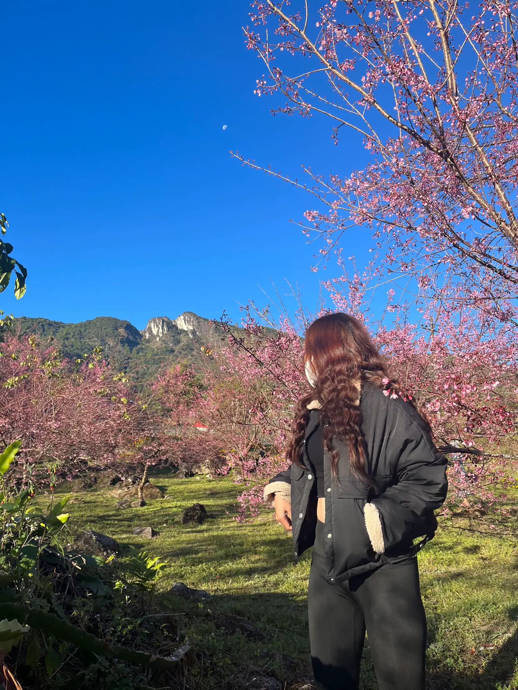 ไปถ่ายรูปกับดอกพญาเสือโคร่งที่ขุนวาง 🌸🌸| ดอยอินทนนท์ | แกลเลอรีที่โพสต์ ...