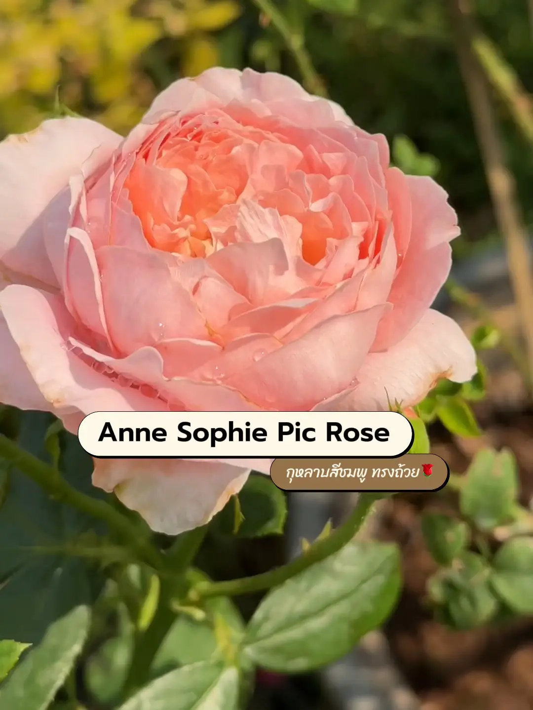 Anne Sophie Pic Rose | วิดีโอที่เผยแพร่โดย Daily with Ichi | Lemon8