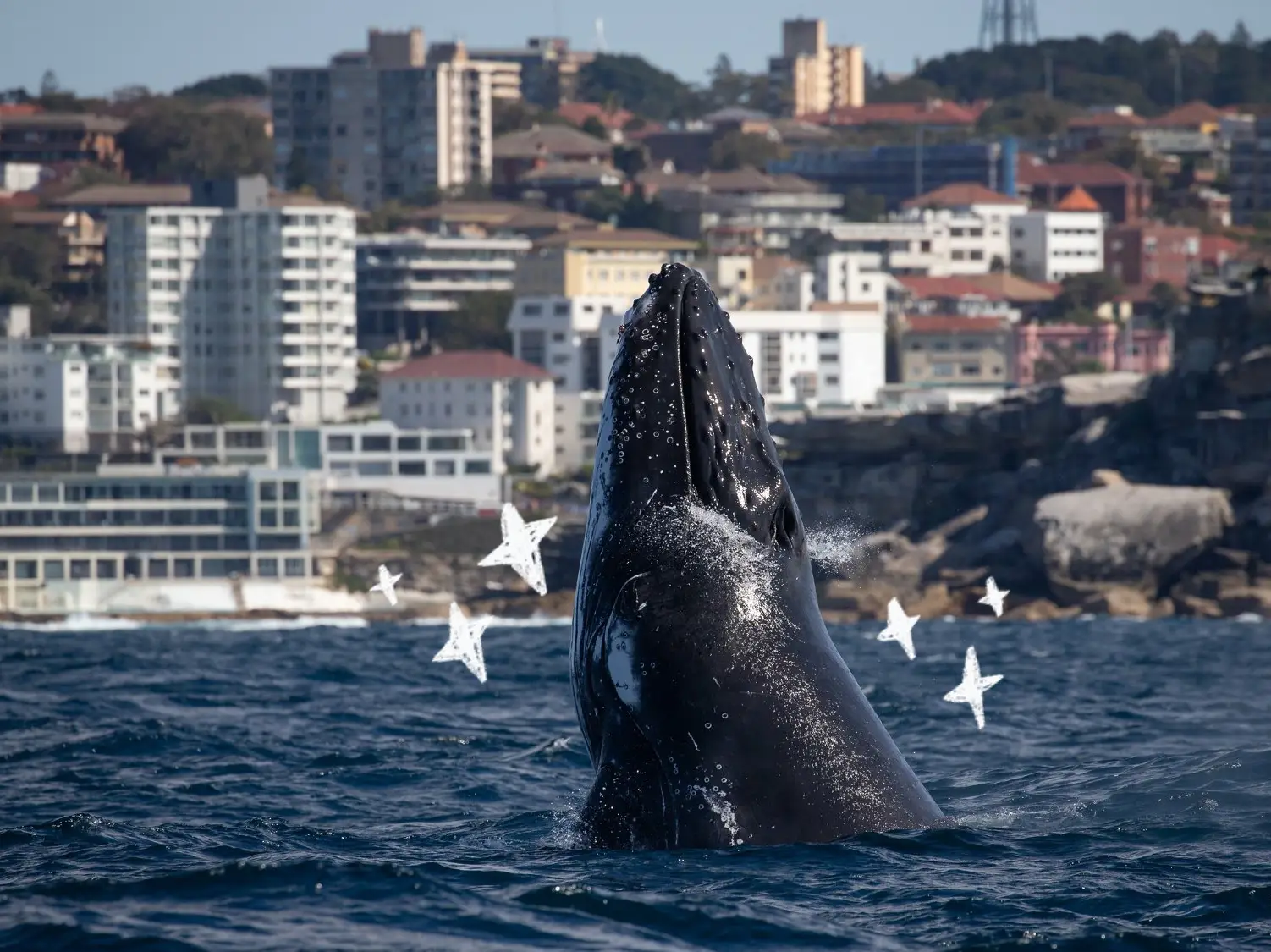 รีวิวดูวาฬ (whale watching) ที่ซิดนีย์ 🐋 | แกลเลอรีที่โพสต์โดย Couple.delight | Lemon8