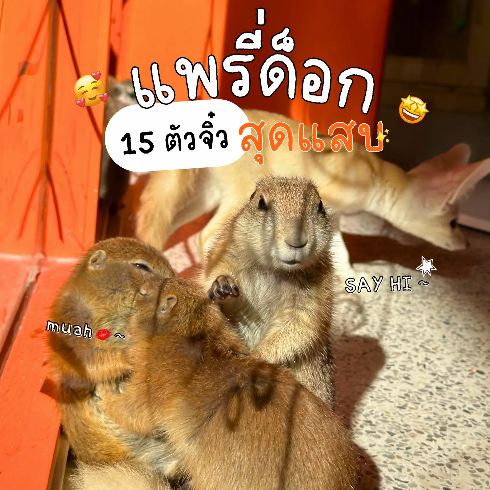 🌟 รีวิวแก๊งแพรี่ด็อก 15 จิ๋ว สุดแสบที่ Little Den Cafe 🦫☕️ | แกลเลอรี ...