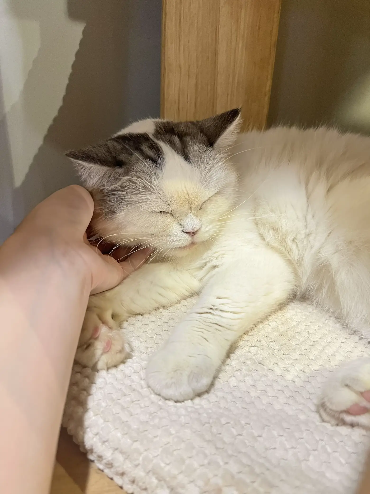 Cat Cafe | แกลเลอรีที่โพสต์โดย pupe.ch | Lemon8