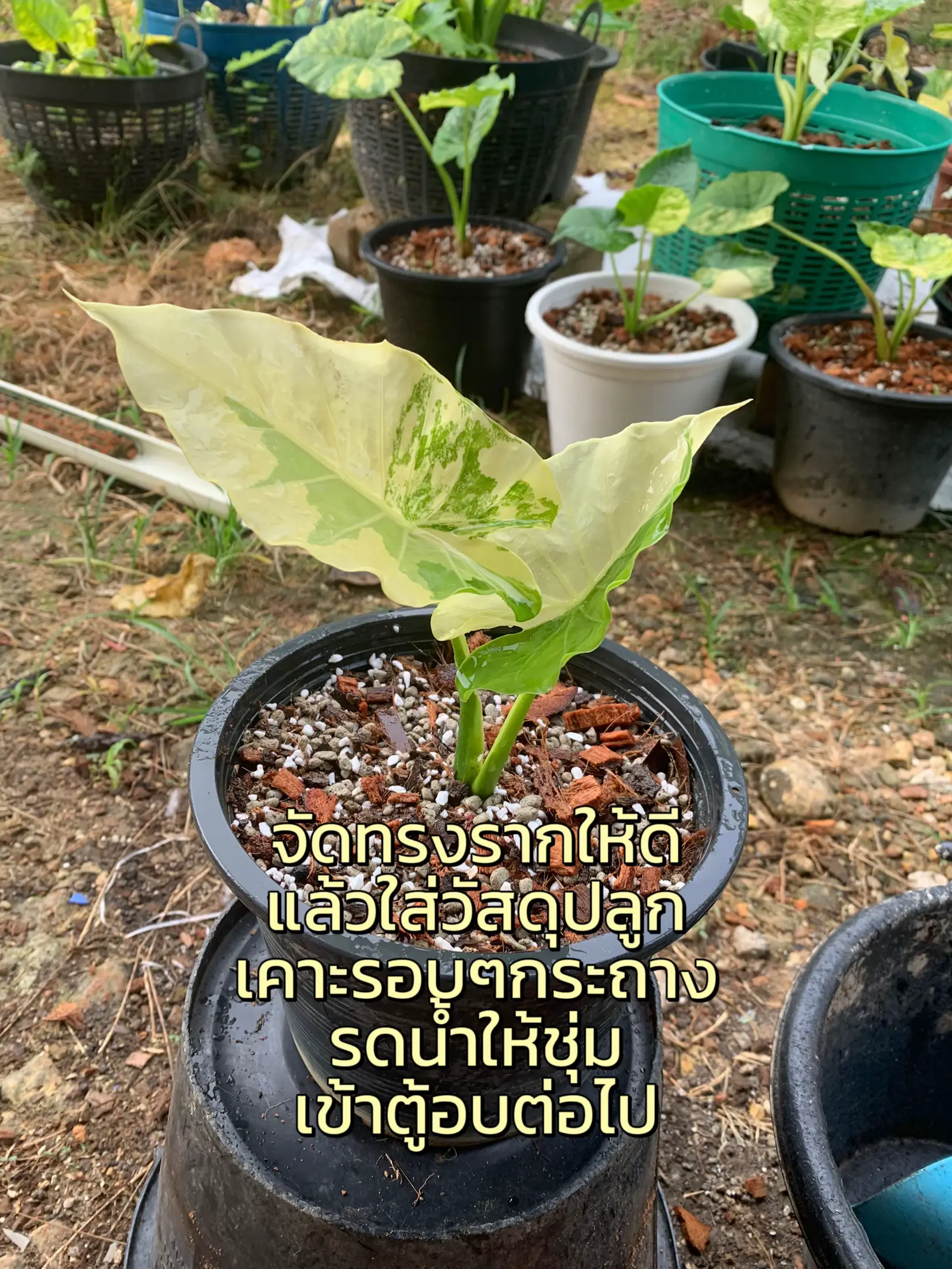 Alocasia Gagena Albo Var. | แกลเลอรีที่โพสต์โดย SirawichSrijata | Lemon8