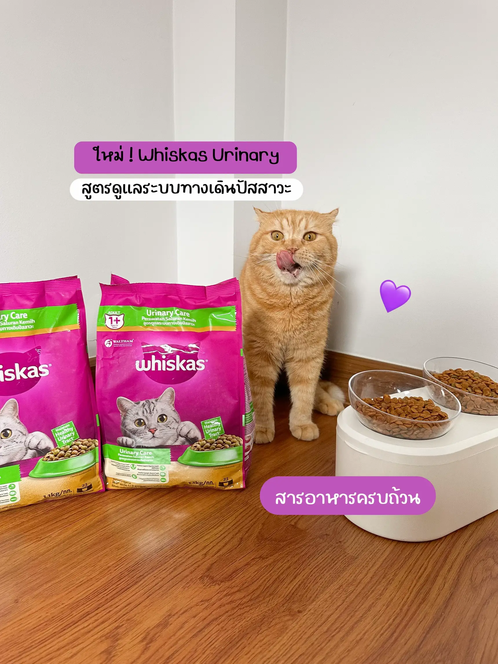 💜ใหม่!! Whiskas Urinary Care 🐱 | แกลเลอรีที่โพสต์โดย ♡♡♡♡♡ äpple ...