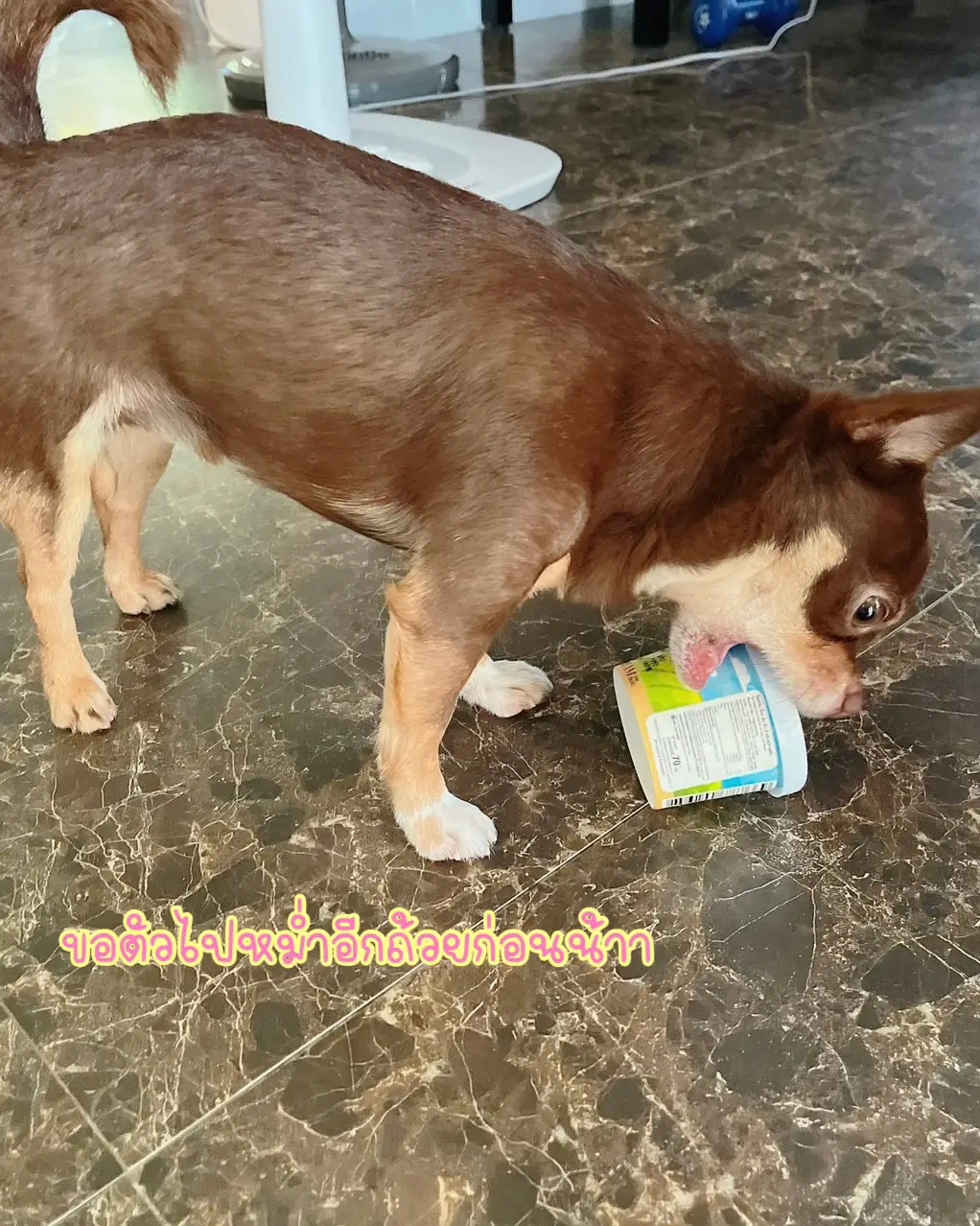 รีวิว Dog Dukdik ไอศครีมสำหรับน้องหมา🍨🐶 | แกลเลอรีที่โพสต์โดย พ้อกแพ้ก ...