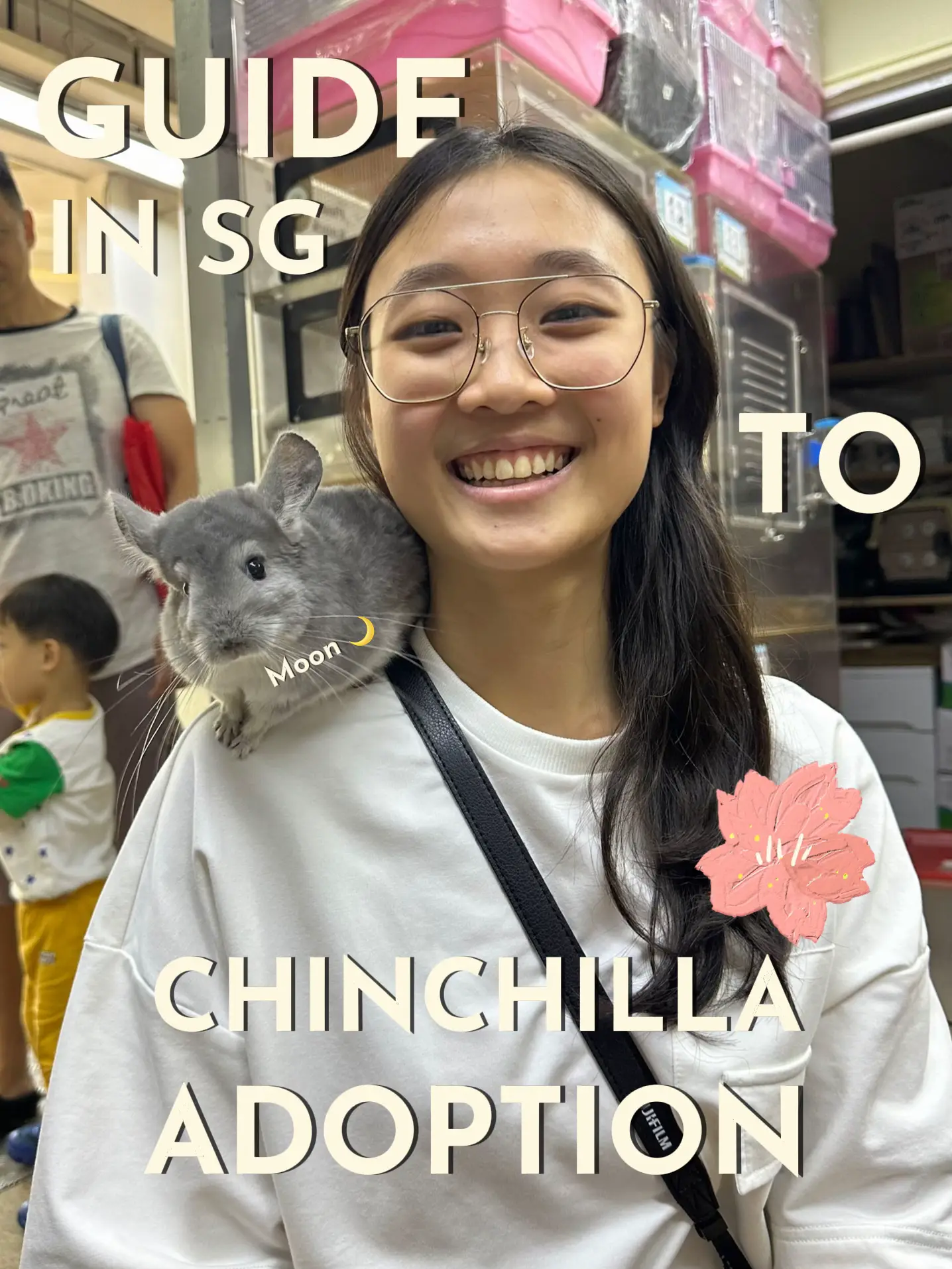 Guide to adopting a chinchilla in SG | Gallery posted by jojo | Lemon8