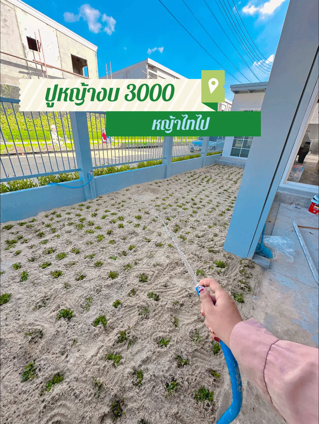 หญ้า ไทไป ปลูกปีนี้โต ปีหน้า | แกลเลอรีที่โพสต์โดย Noon_ja🐣 | Lemon8