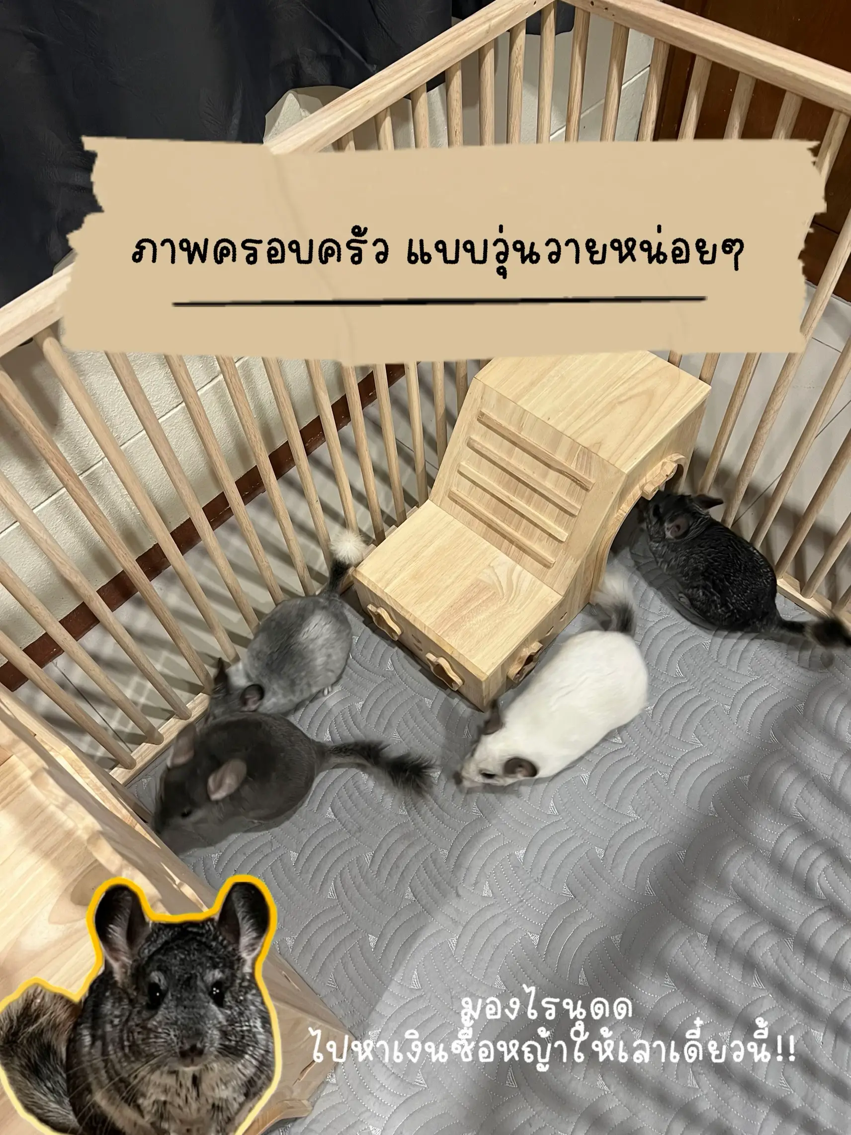 รีวิวการเลี้ยงชินชิลล่า ฉบับคนเลี้ยงมาเข้าสู่ปีที่4 💖 แกลเลอรีที่โพสต์โดย Janeprawee Lemon8