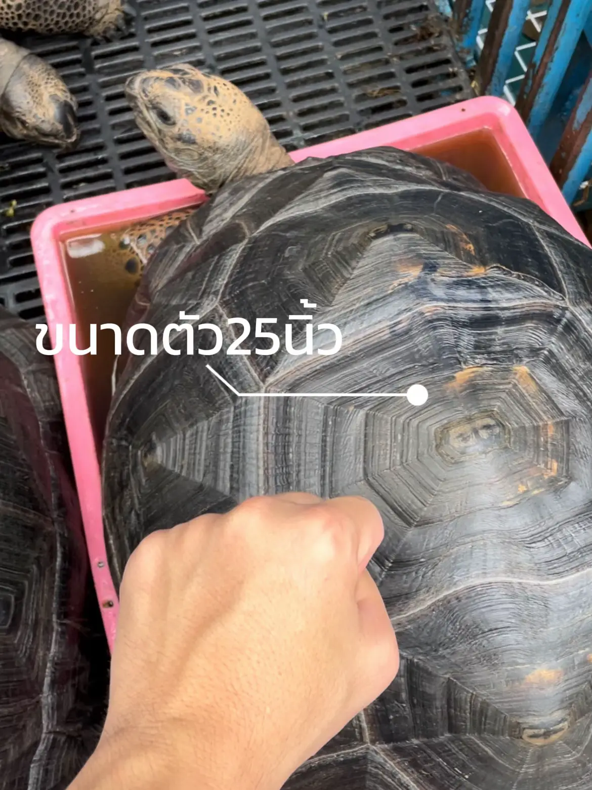 ตลาดสัตว์เลี้ยงจักตุจักร | แกลเลอรีที่โพสต์โดย ผักขมอบชีส | Lemon8