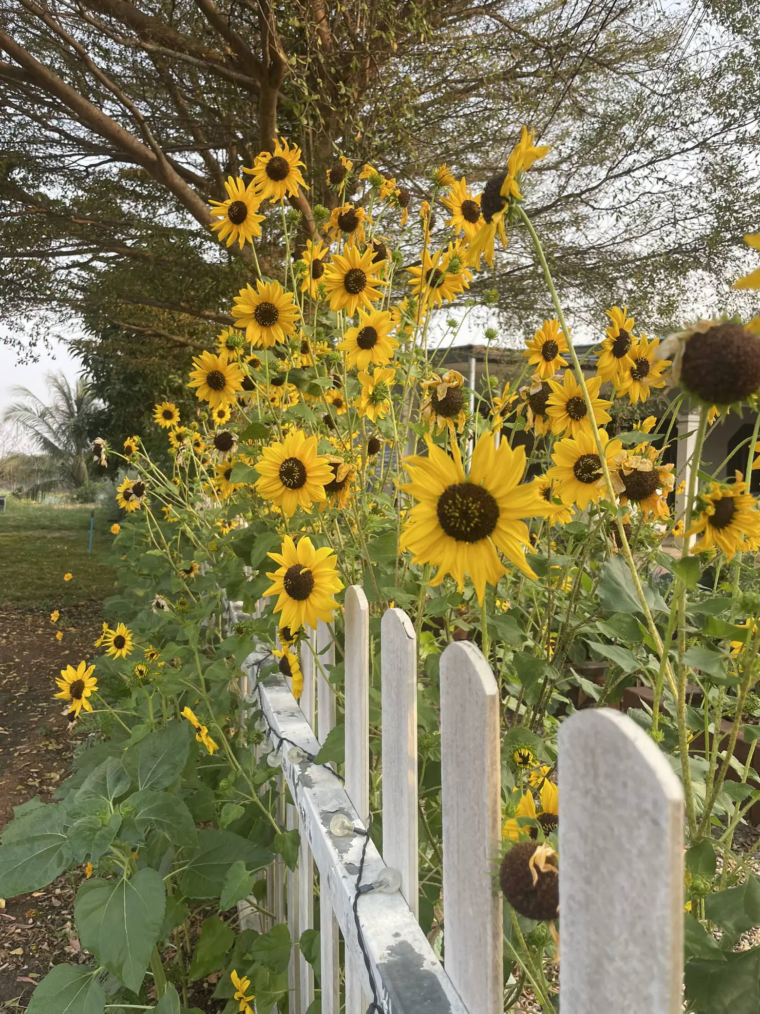 Update รั้วทานตะวันจิ๋ว/ยักษ์ 🌻🌻 | แกลเลอรีที่โพสต์โดย Kay’s Diary | Lemon8