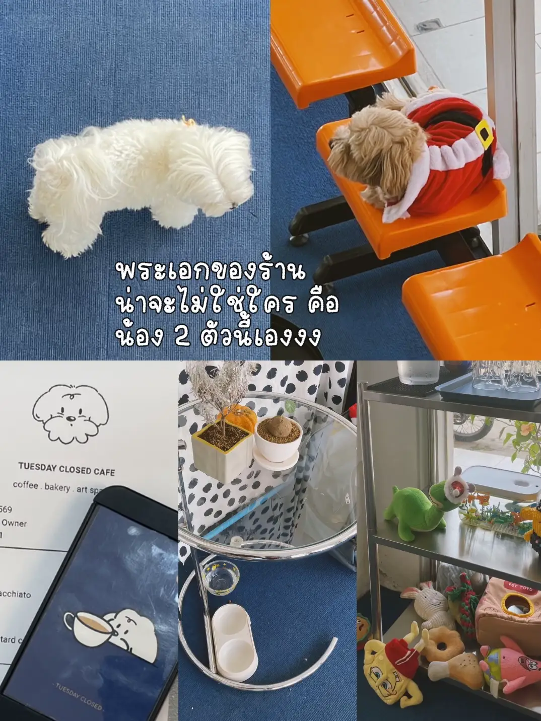 Tuesday closed cafe : คาเฟ่นี้มีหมานะ 🐶🐶 | แกลเลอรีที่โพสต์โดย กะทิ ...