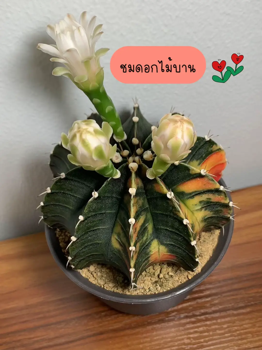 🌵ดอกยิมโน🌵 | วิดีโอที่เผยแพร่โดย Jum Sasithon | Lemon8