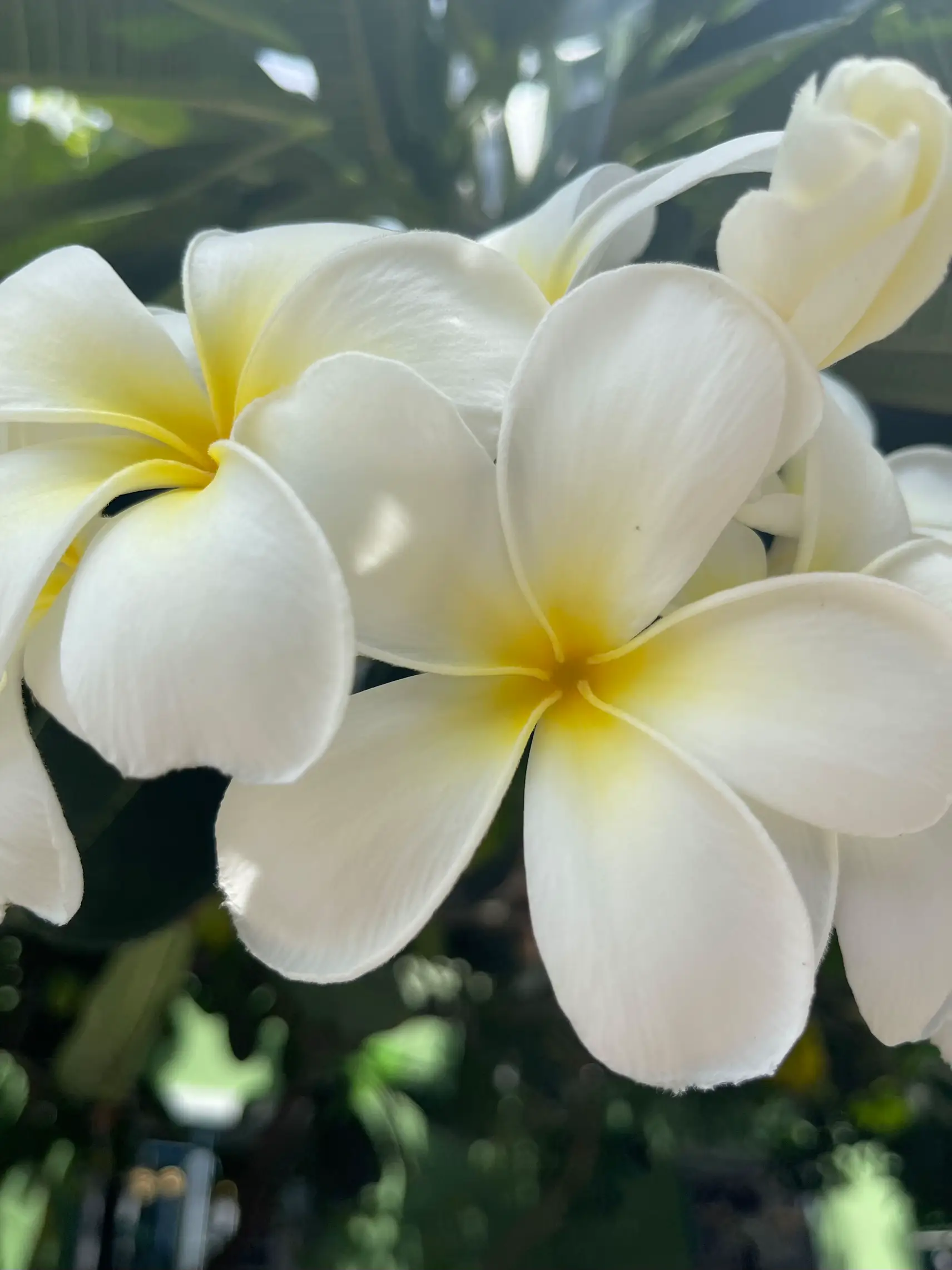 VINTAGE GIRL | แกลเลอรีที่โพสต์โดย PananW. | Lemon8