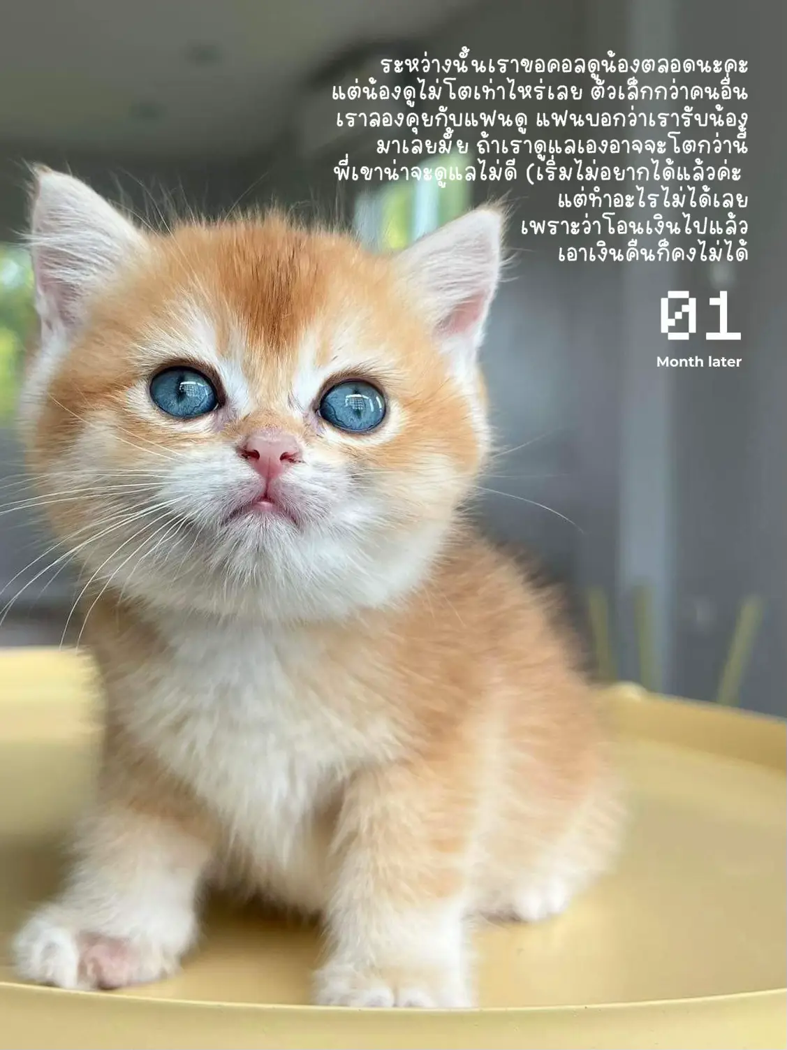 รีวิว ซื้อแมวไม่ตรงปก ! 🐈‍⬛ ⚠️ | แกลเลอรีที่โพสต์โดย Koonnoo Cattery ...