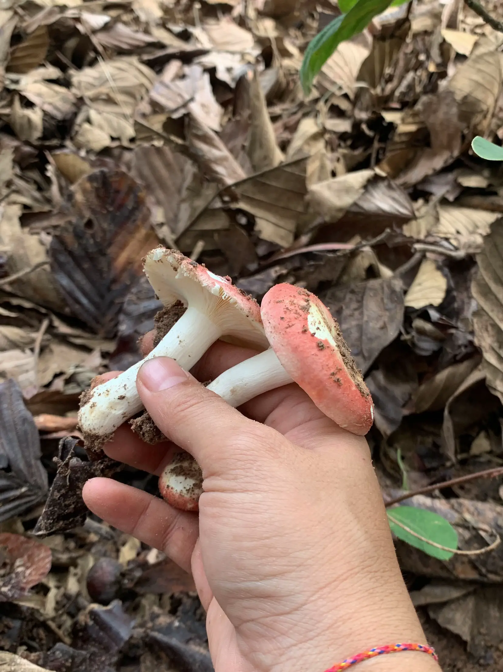 เก็บเห็ด #วันหยุดเข้าป่า | แกลเลอรีที่โพสต์โดย Taei Farm | Lemon8