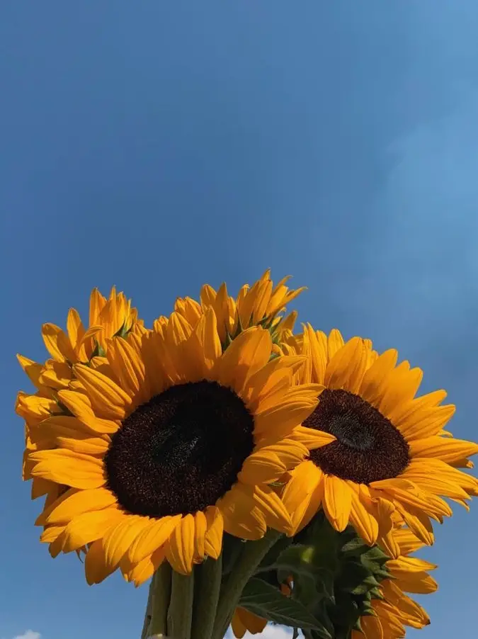 สาวๆที่รักดอกมงดอกไม้🌷 | แกลเลอรีที่โพสต์โดย 𝒔𝒂𝒗𝒊𝒕𝒓𝒆𝒆♡ | Lemon8