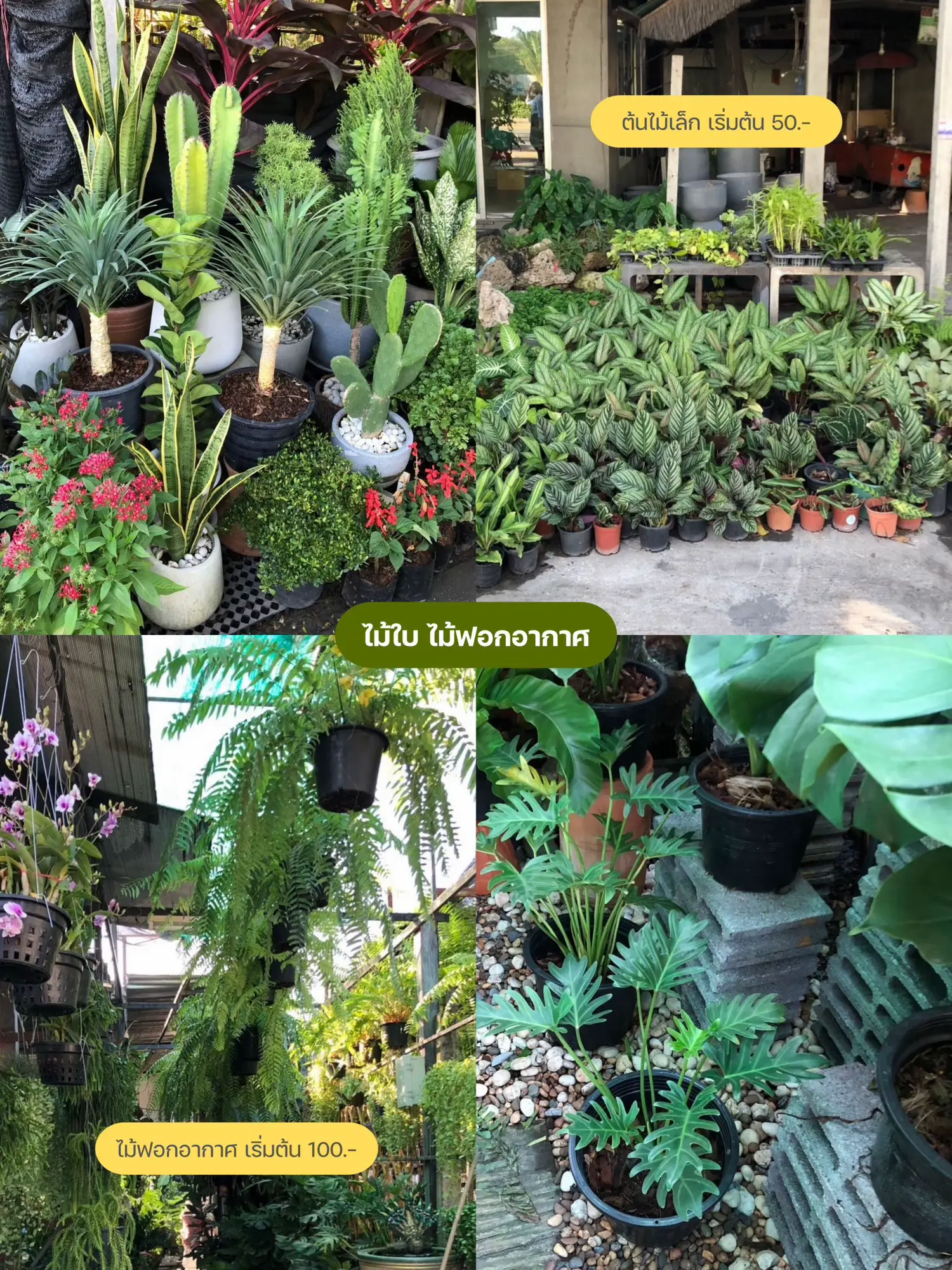 #สายเขียว ต้องมา! พิกัดตลาดต้นไม้ ไม้ดอกไม้ใบ เริ่มหลักสิบ 🌈🪴🌻 | แกลเลอรีที่โพสต์โดย Boboath ...