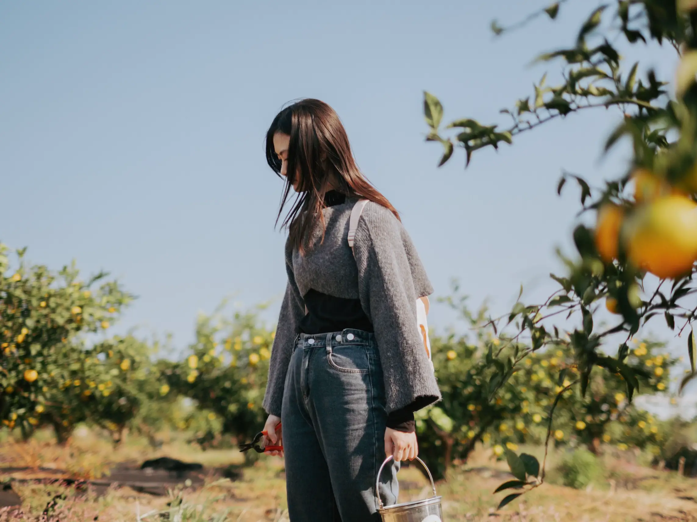 tangerine picking in jeju 🍊🍊 | Gallery posted by Katelyn | Lemon8