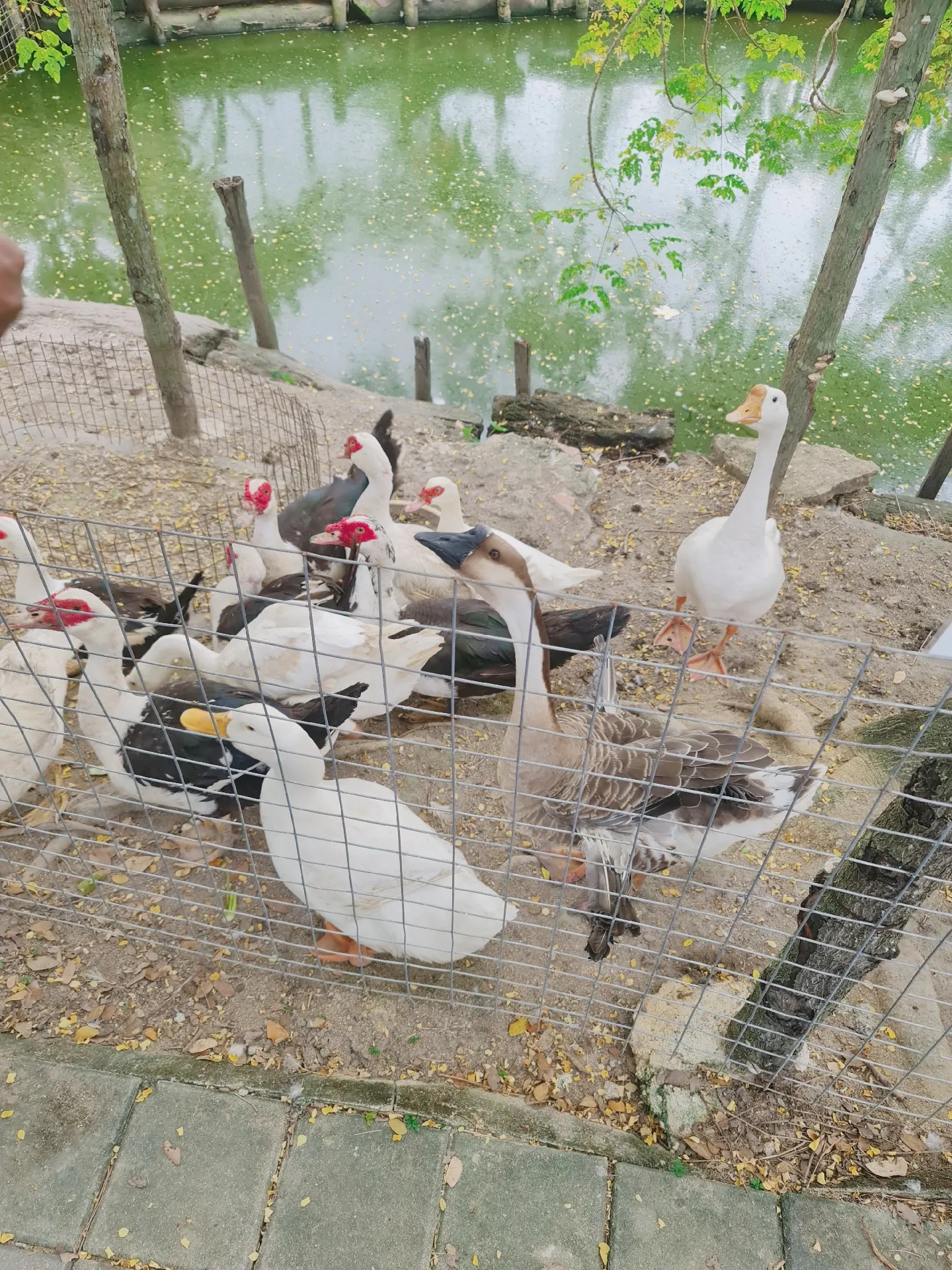 Rain Tree Farm Penang very cozy farm to visit | Galeri disiarkan oleh Misa ʕ •ᴥ•ʔゝ☆ | Lemon8