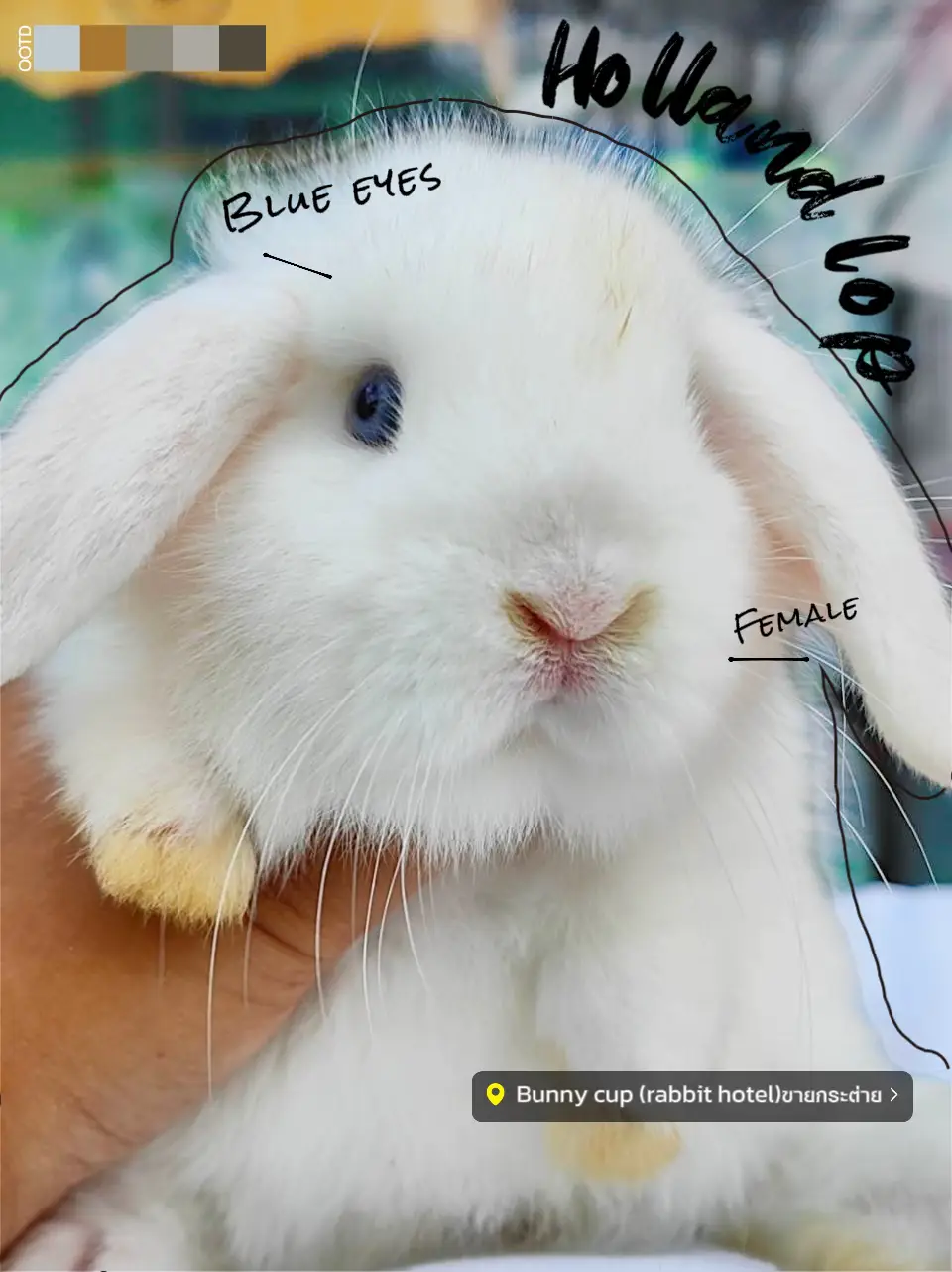 Holland lop | แกลเลอรีที่โพสต์โดย Bunny cup | Lemon8
