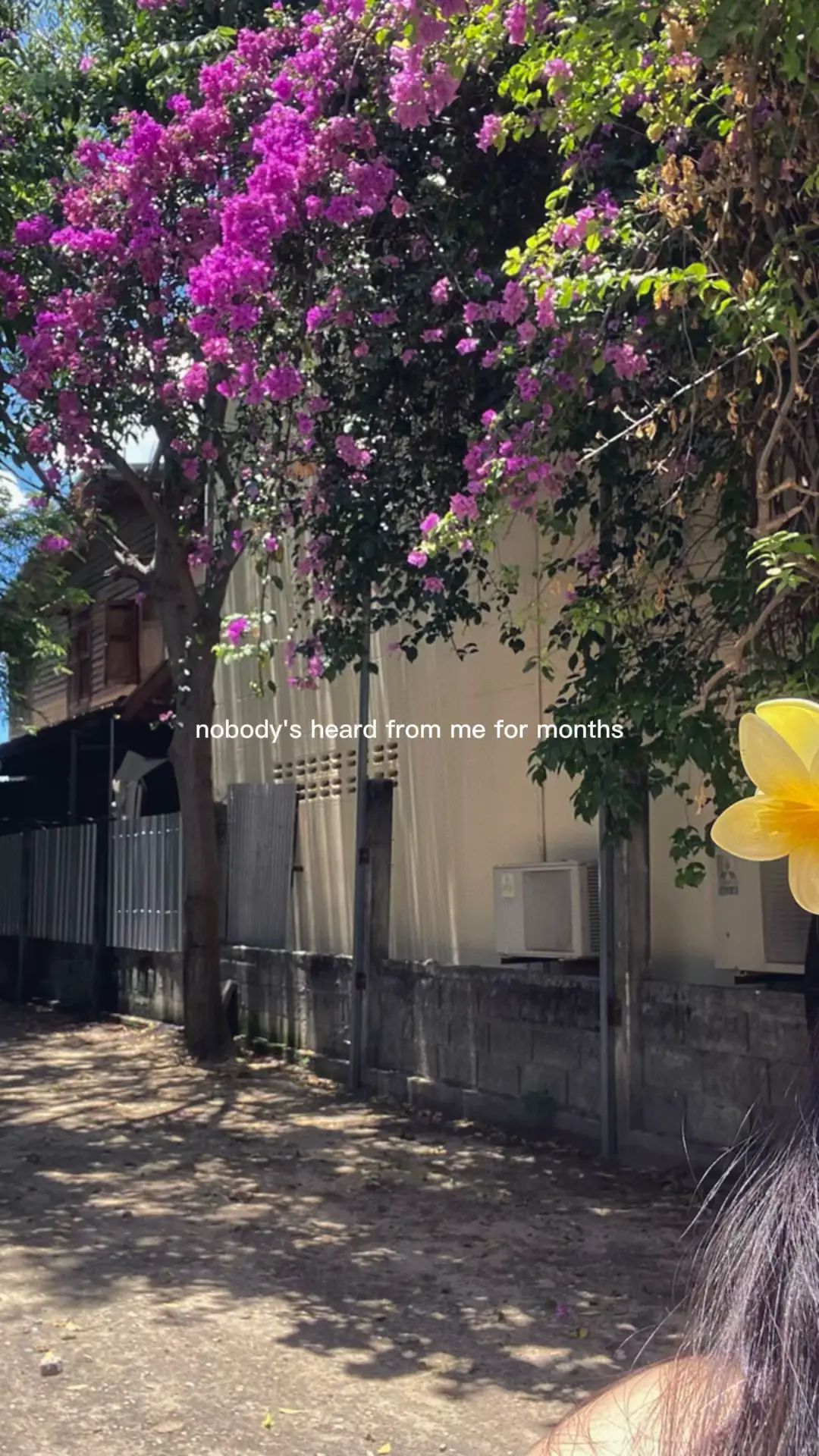 🥥🌺&🍅 samui | วิดีโอที่เผยแพร่โดย Colddcereal | Lemon8