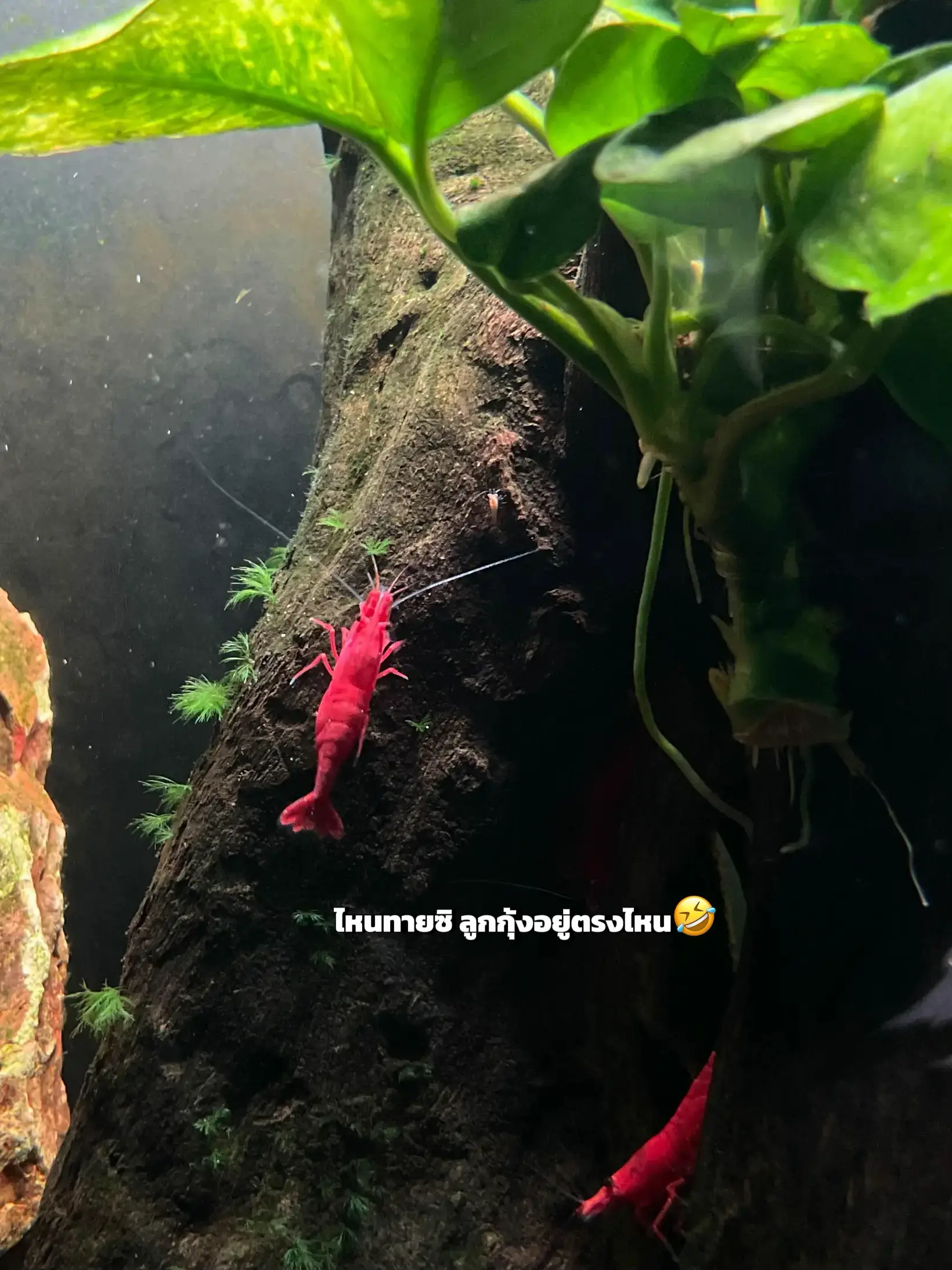 ตั้งตู้กุ้งแคระสีแดง | แกลเลอรีที่โพสต์โดย pond | Lemon8