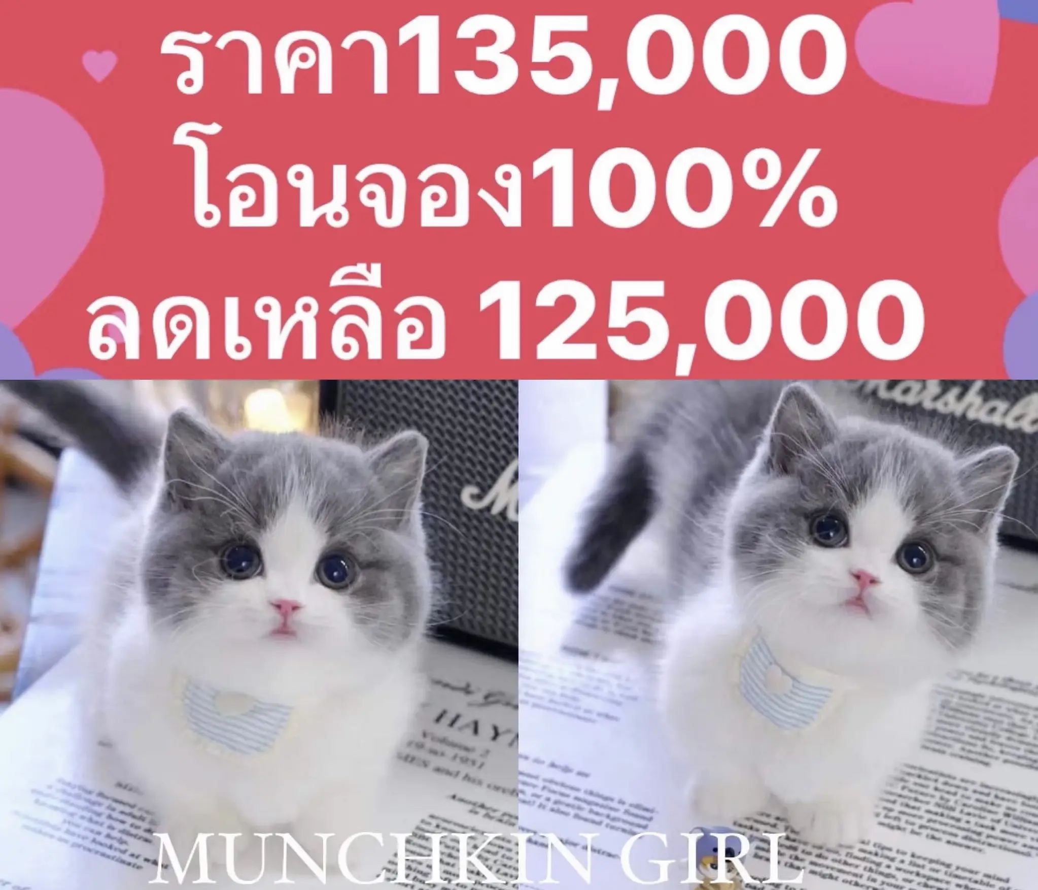 Munchkin ราคา135,000 | แกลเลอรีที่โพสต์โดย PP MUNCHKIN | Lemon8