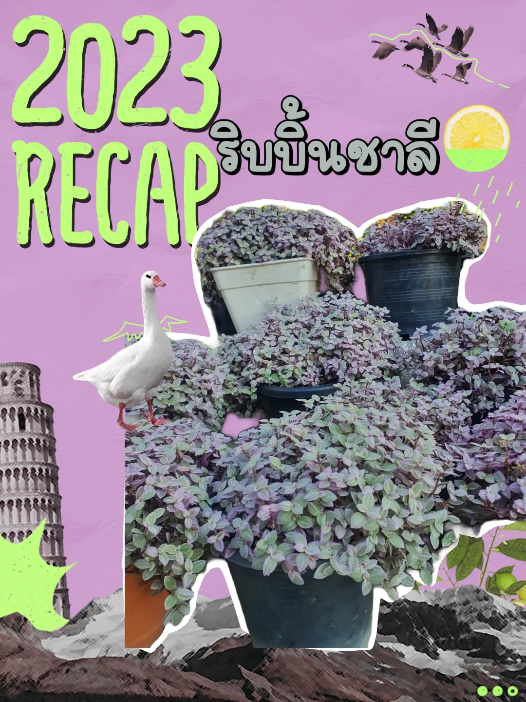 ริบบิ้นชาลี | แกลเลอรีที่โพสต์โดย Lifestyle@Orasa | Lemon8