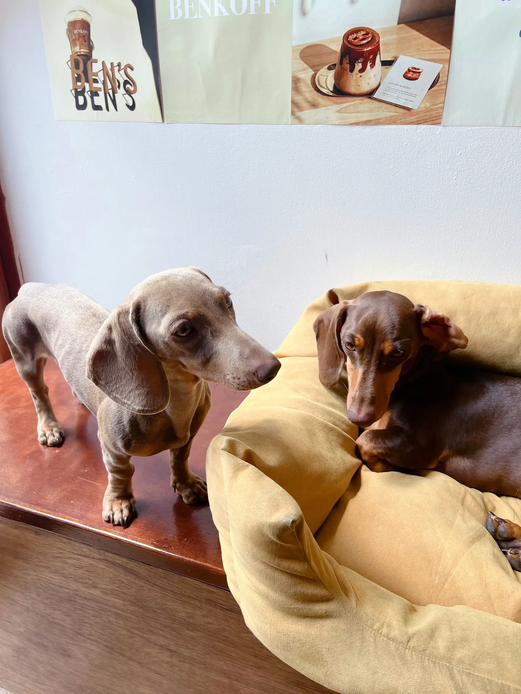 Hi,Bobby&Billy 🐶 | แกลเลอรีที่โพสต์โดย 💋KUKSAN💋 | Lemon8