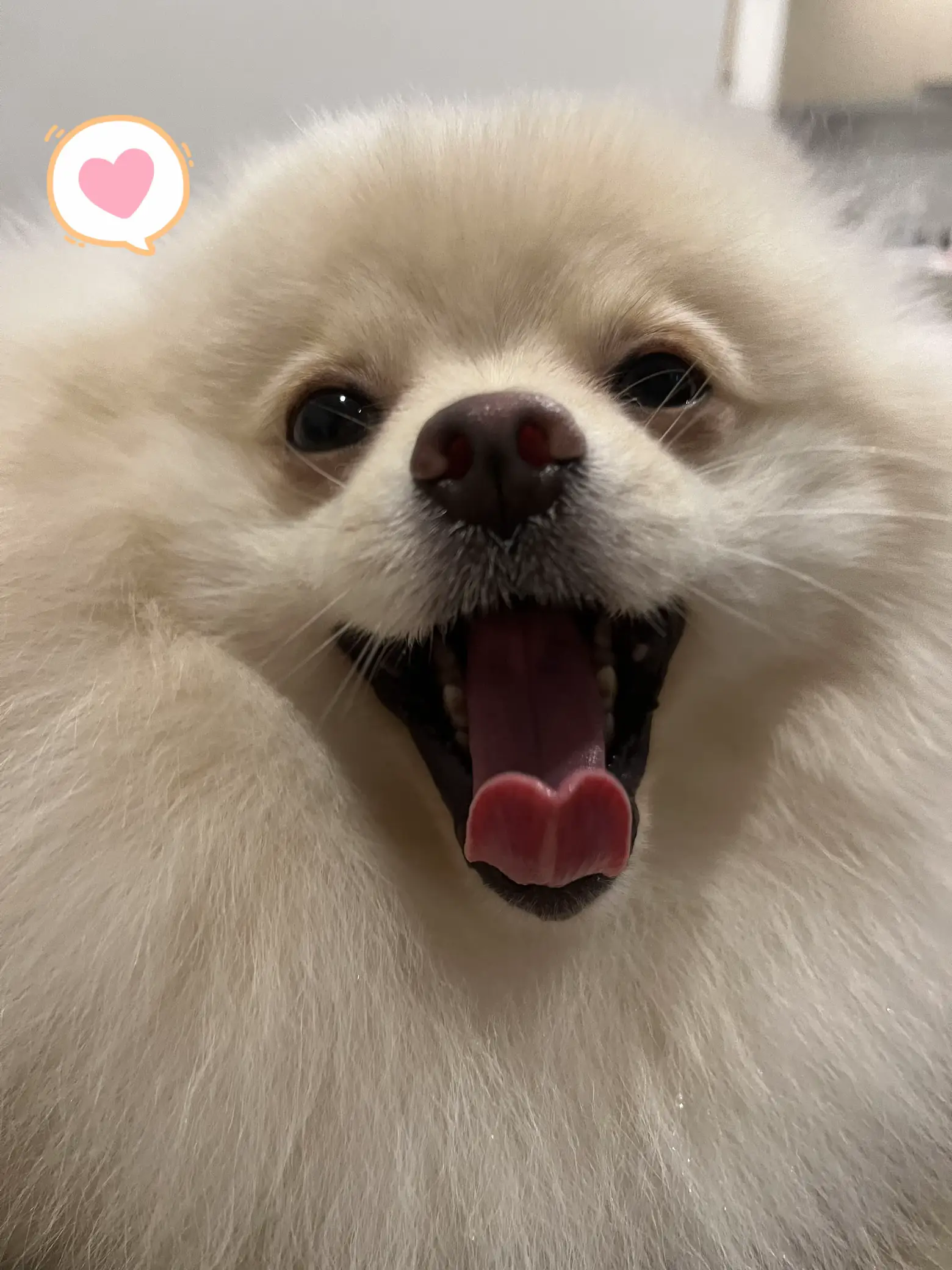 ปอมบ้านนี้ ยิ้มเก่งแค่ไหน มาดูกัน☺️ | แกลเลอรีที่โพสต์โดย Moobin Cuddle | Lemon8