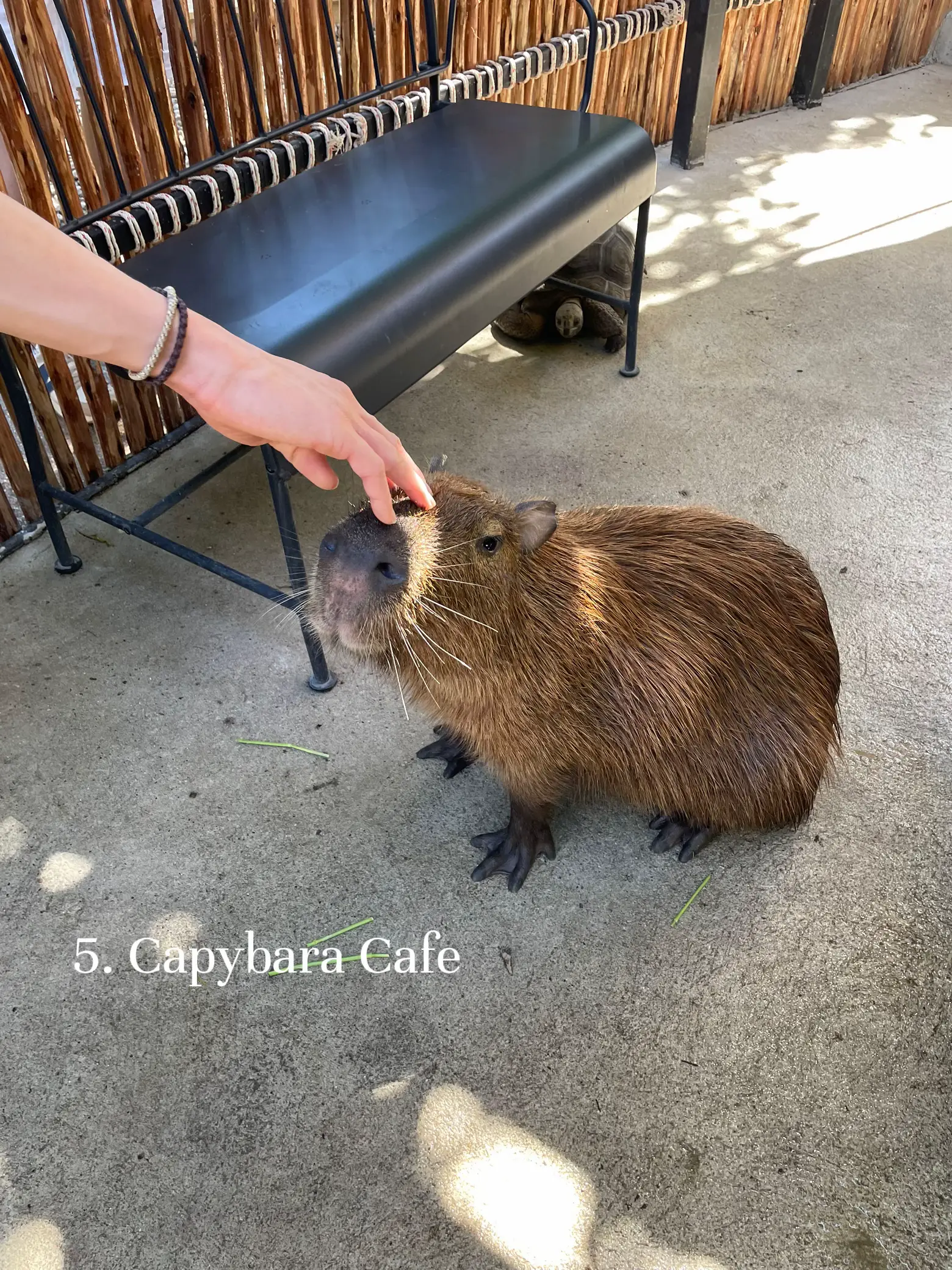 8 SPECIAL things to 🌶️spice up ur bangkok trip! | Gallery posted by randelle | Lemon8