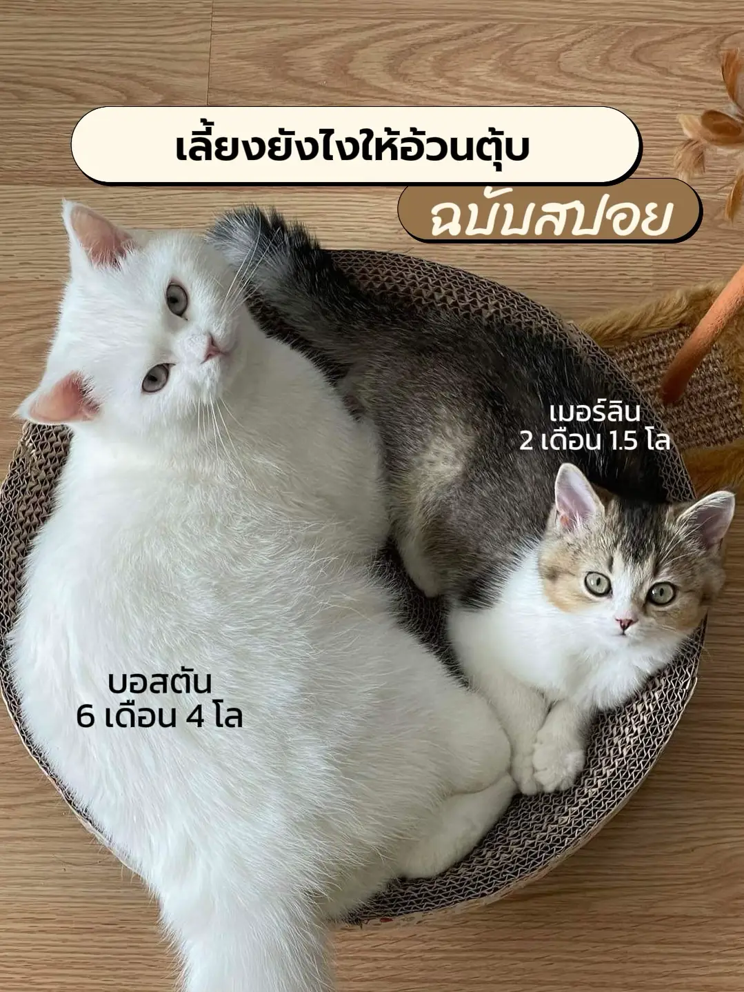 เลี้ยงยังไงให้อ้วนตุ้บ ขนสวย | แกลเลอรีที่โพสต์โดย Melonny🍈 | Lemon8