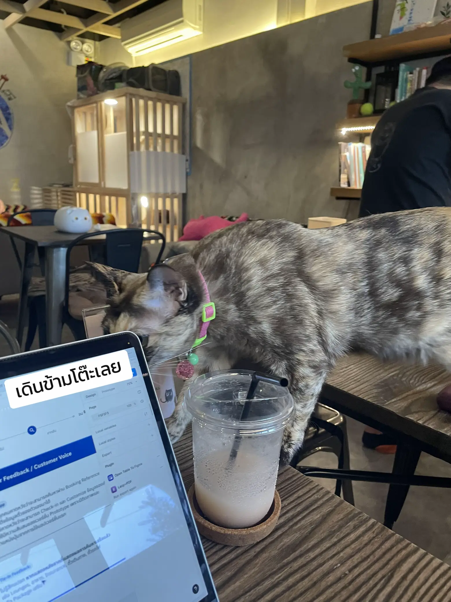 คาเฟ่(ที่มี)แมว 🐈💻 นั่งทำงานได้ Cazz Cafe ใกล้ BTS พระโขนง | แกลเลอรีที่โพสต์โดย veeji.review ...