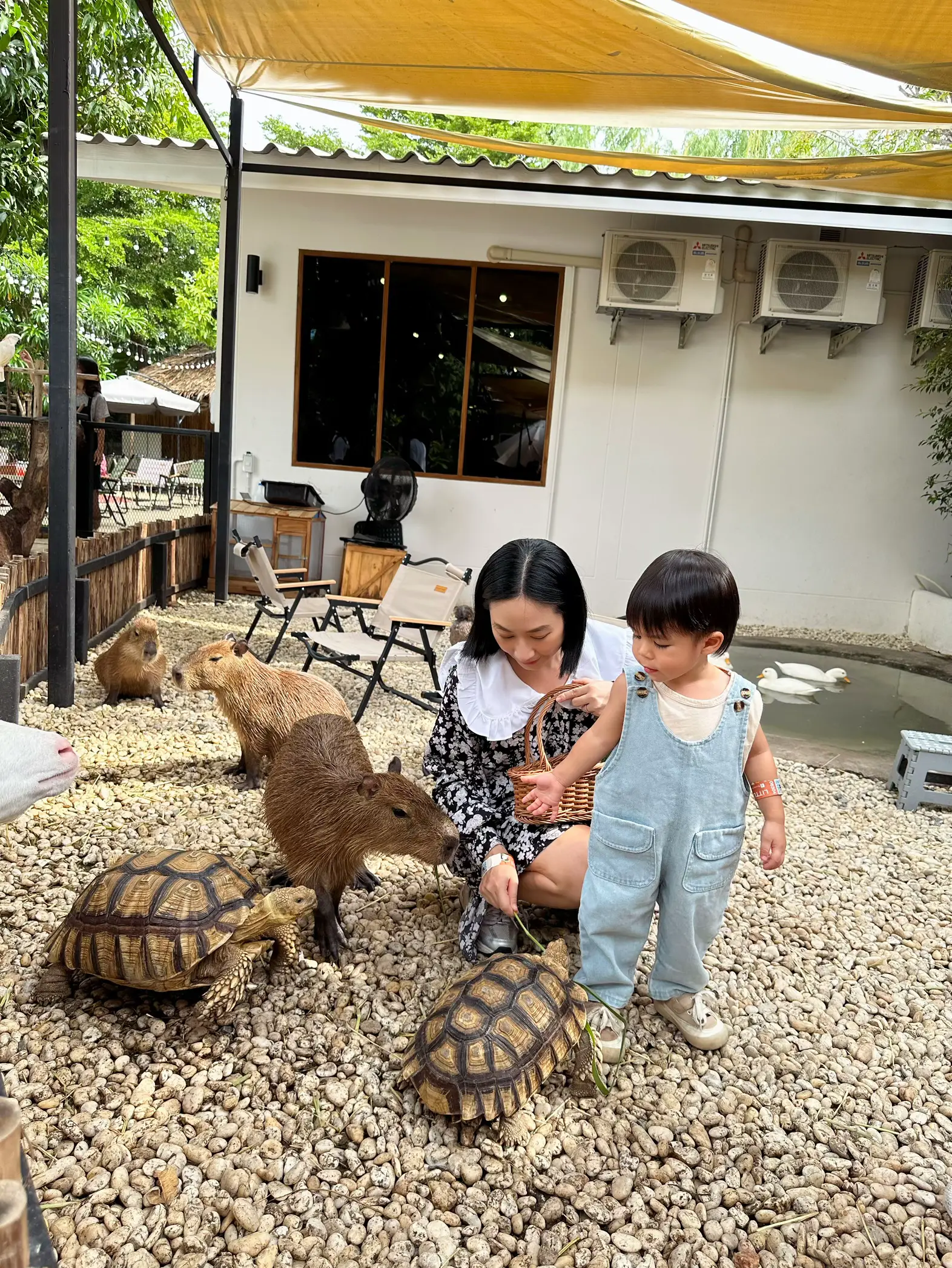 รีวิวคาเฟ่สัตว์ Little Zoo Garden | Gallery posted by ป๋อว่าดีย์ | Lemon8