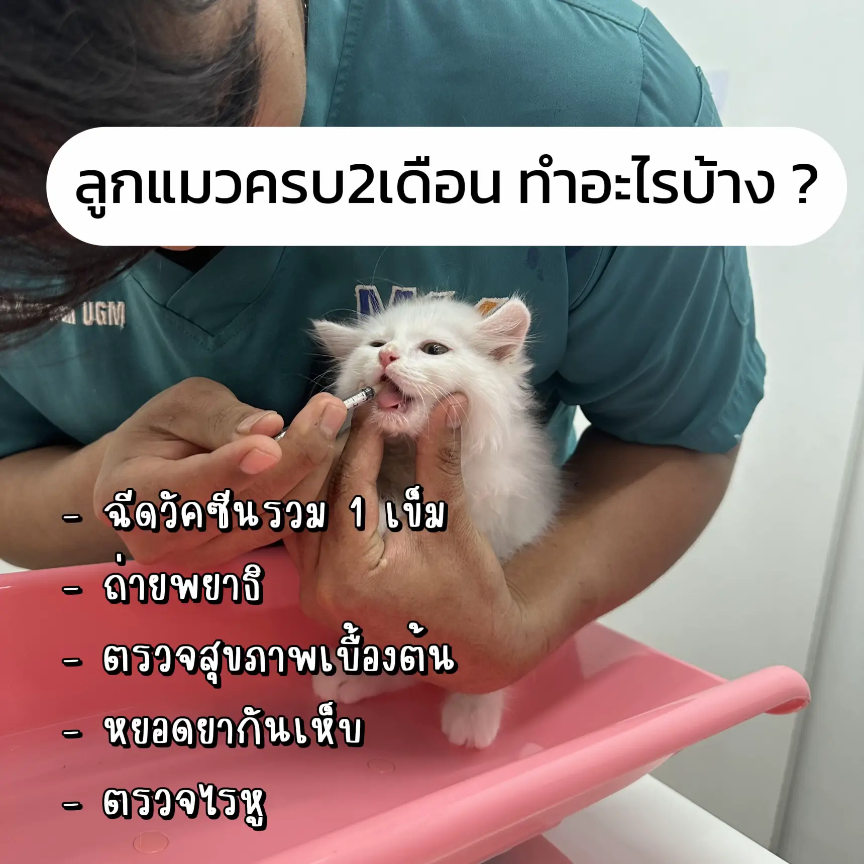 พาลูกแมวมาฉีดวัคซีนครั้งแรก!! | แกลเลอรีที่โพสต์โดย Pheung | Lemon8