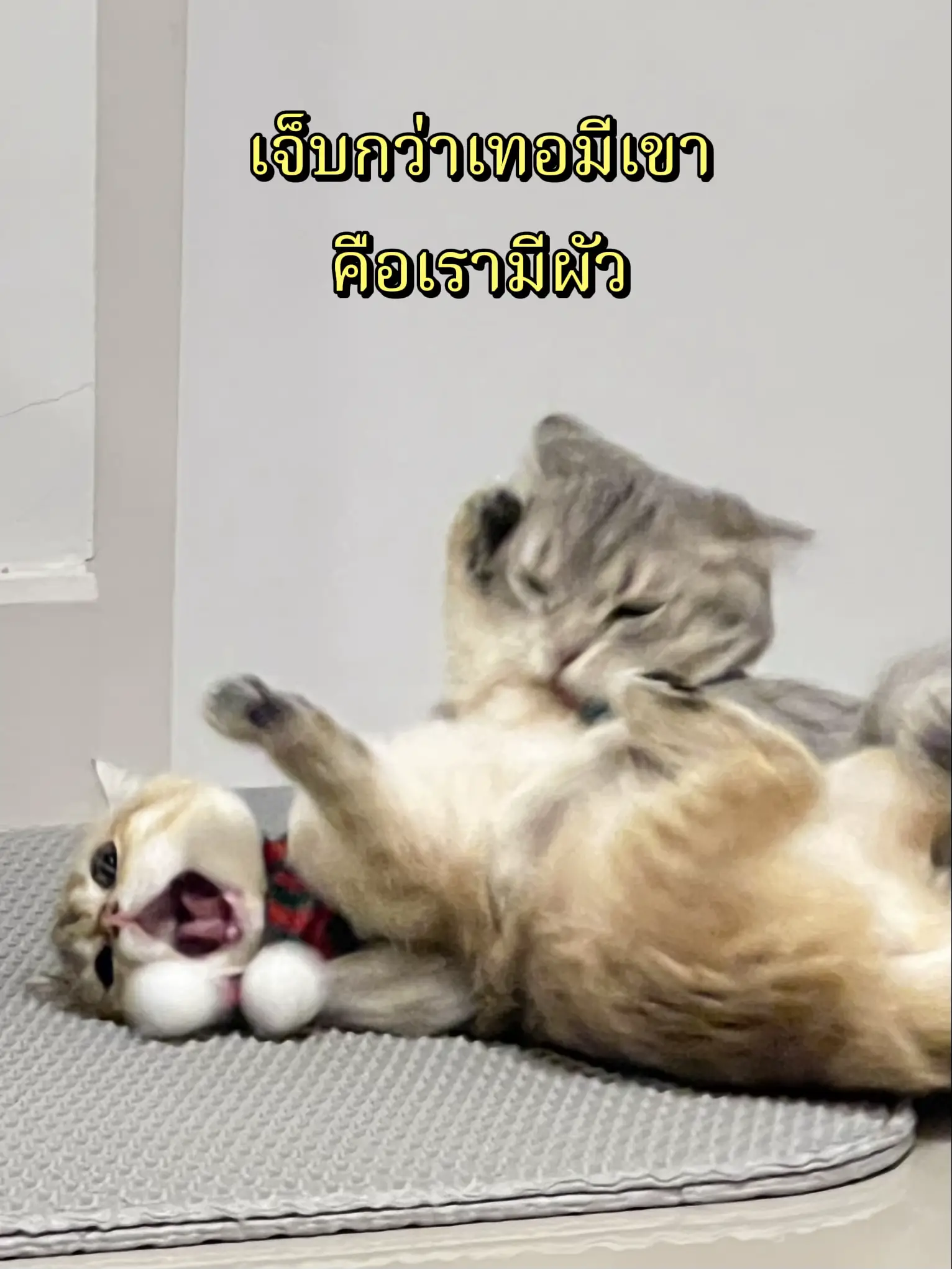 แจกฟรี! คำคมกวนๆเอาใจทาสแมว~😻 | แกลเลอรีที่โพสต์โดย Firstssc 🧸 | Lemon8