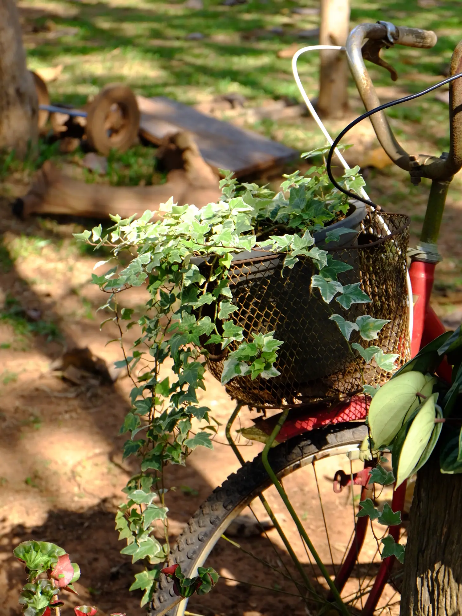 Ivy ivy is the most bang. 🤣 | Gallery posted by blossomgirl🌸 | Lemon8