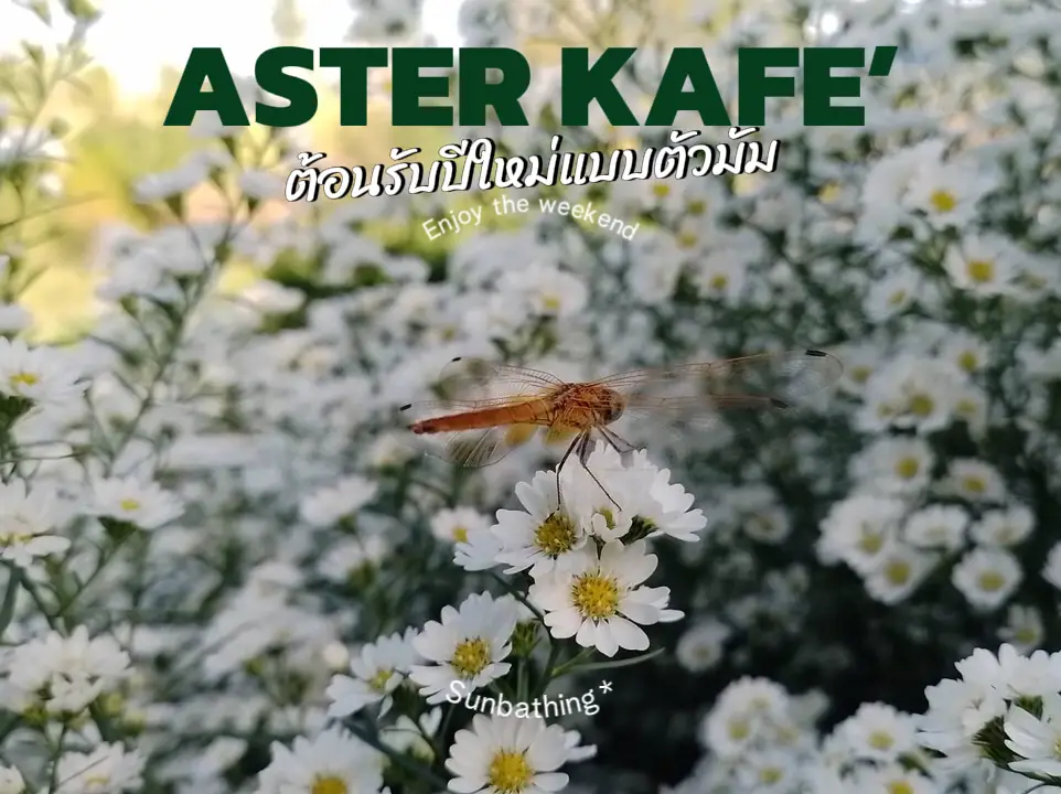 Enjoy the weekend | แกลเลอรีที่โพสต์โดย ASTER KAFE’ | Lemon8