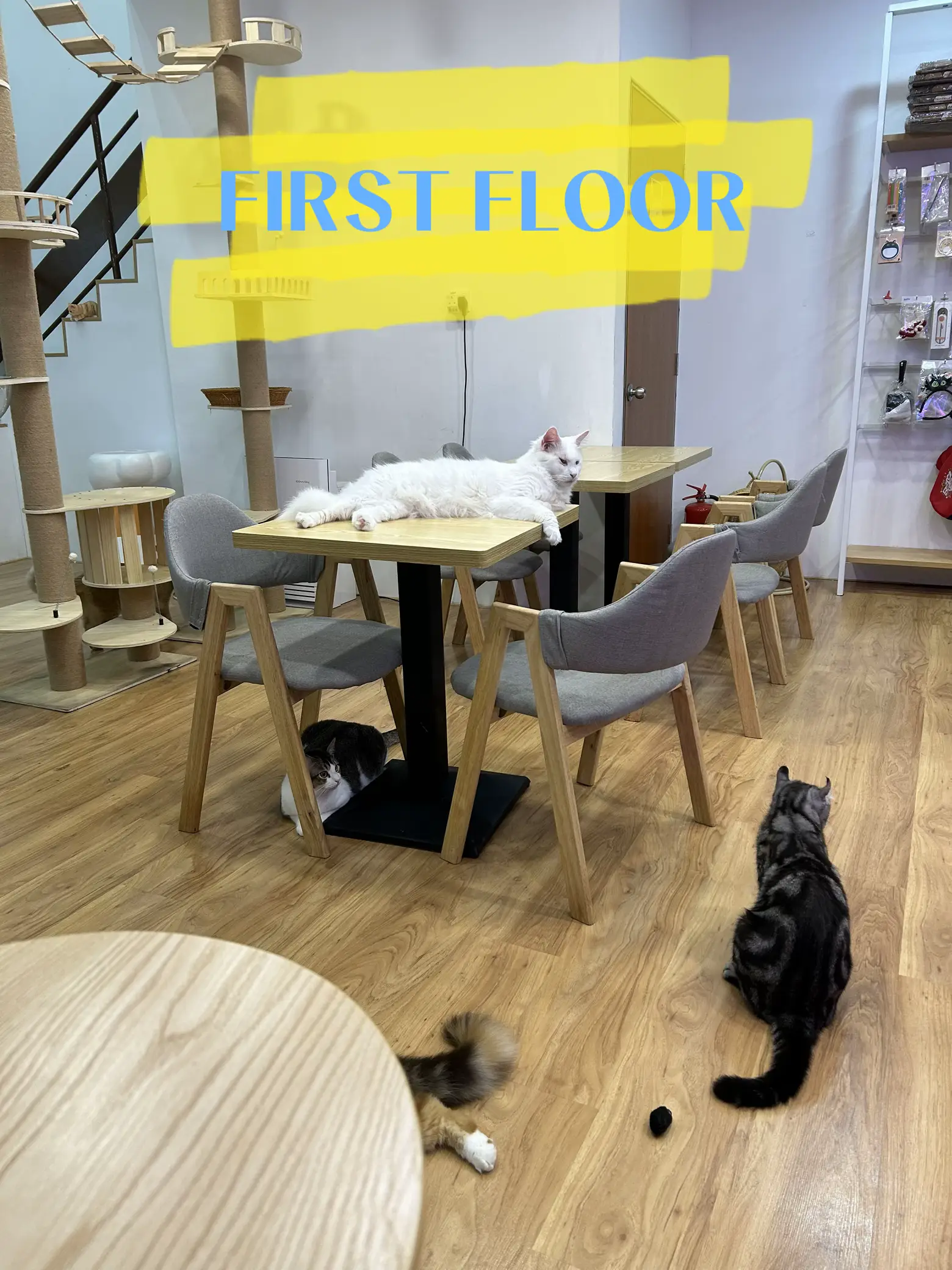 Chucky Chappy Cat Cafe Jb - Lemon8 Search