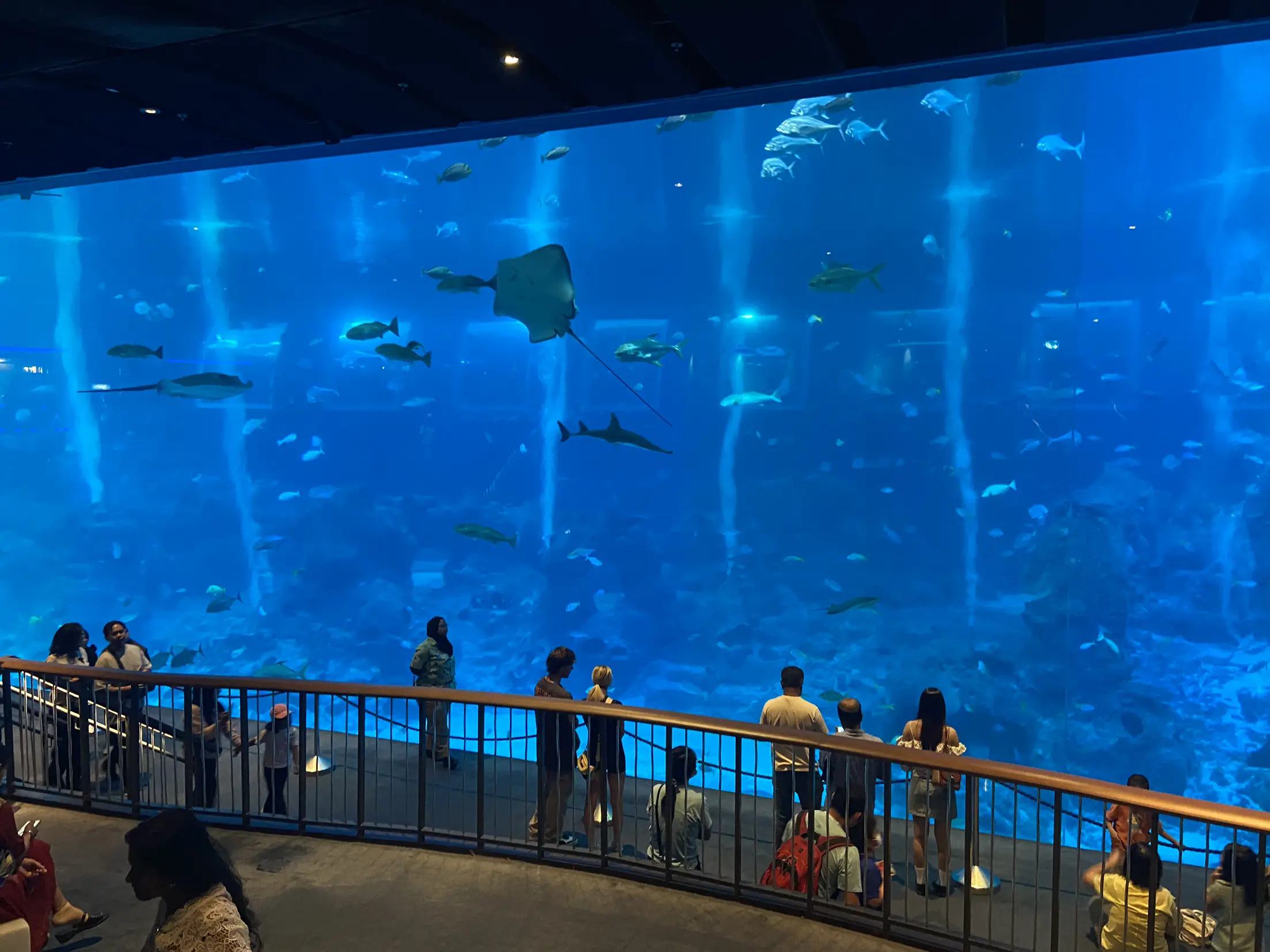 วิธีได้บัตรเข้า Aquarium ที่สิงคโปร์ฟรีมูลค่า 1,100 THB | แกลเลอรีที่ ...